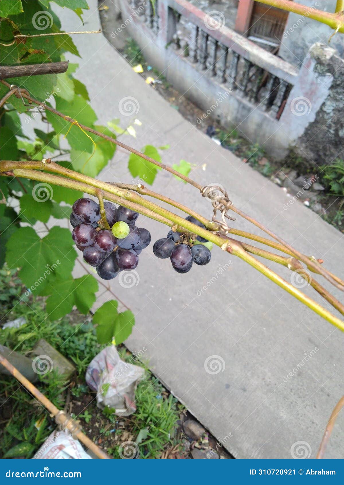 A Small Grape Plant Bearing Fruit Stock Image - Image of vine, fruit ...