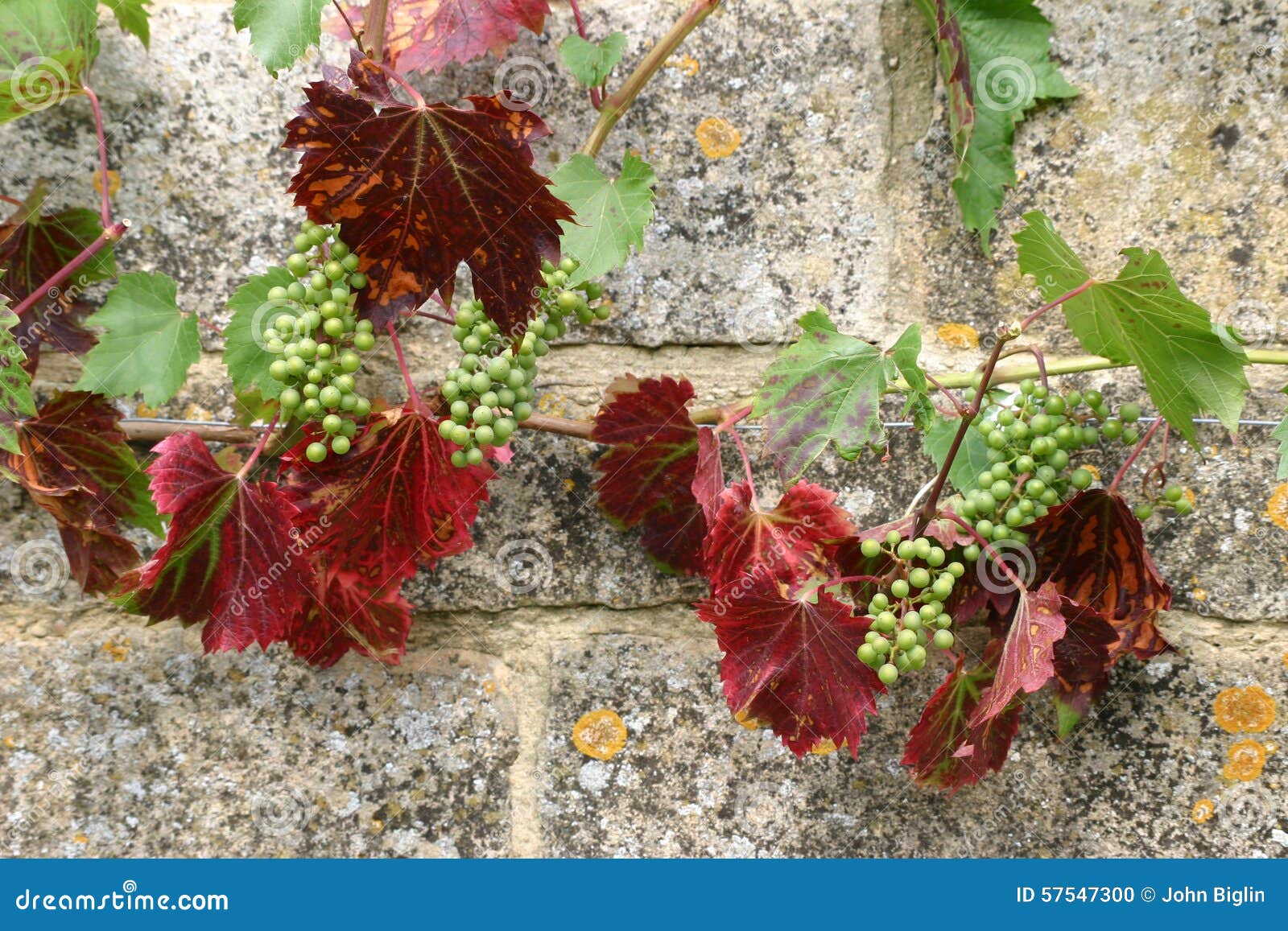 Small Grapes Growing on Wall Stock Photo - Image of grape, stone: 57547300