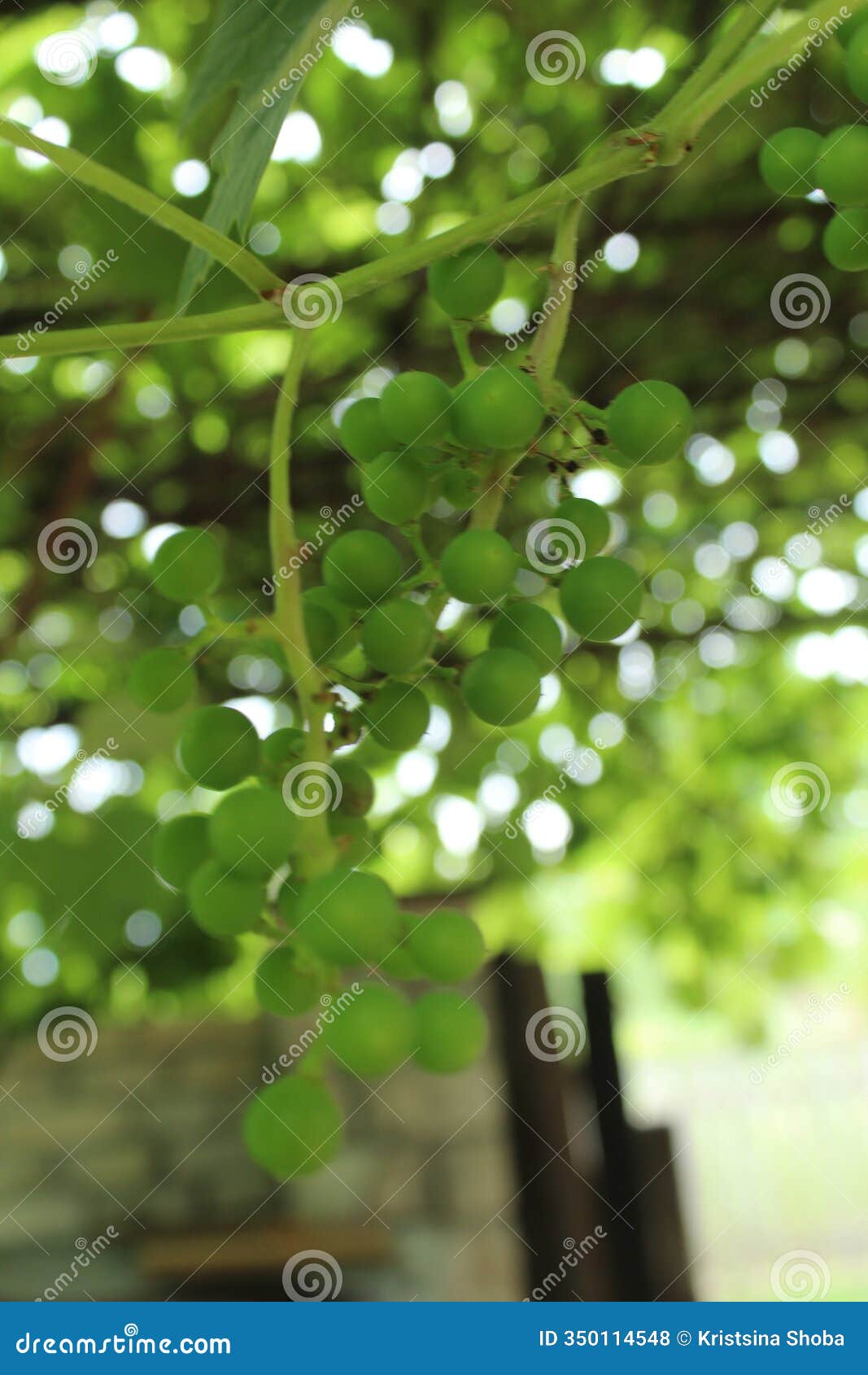 Small Grapes on the Branch are Gaining Size. the Concept of Home ...