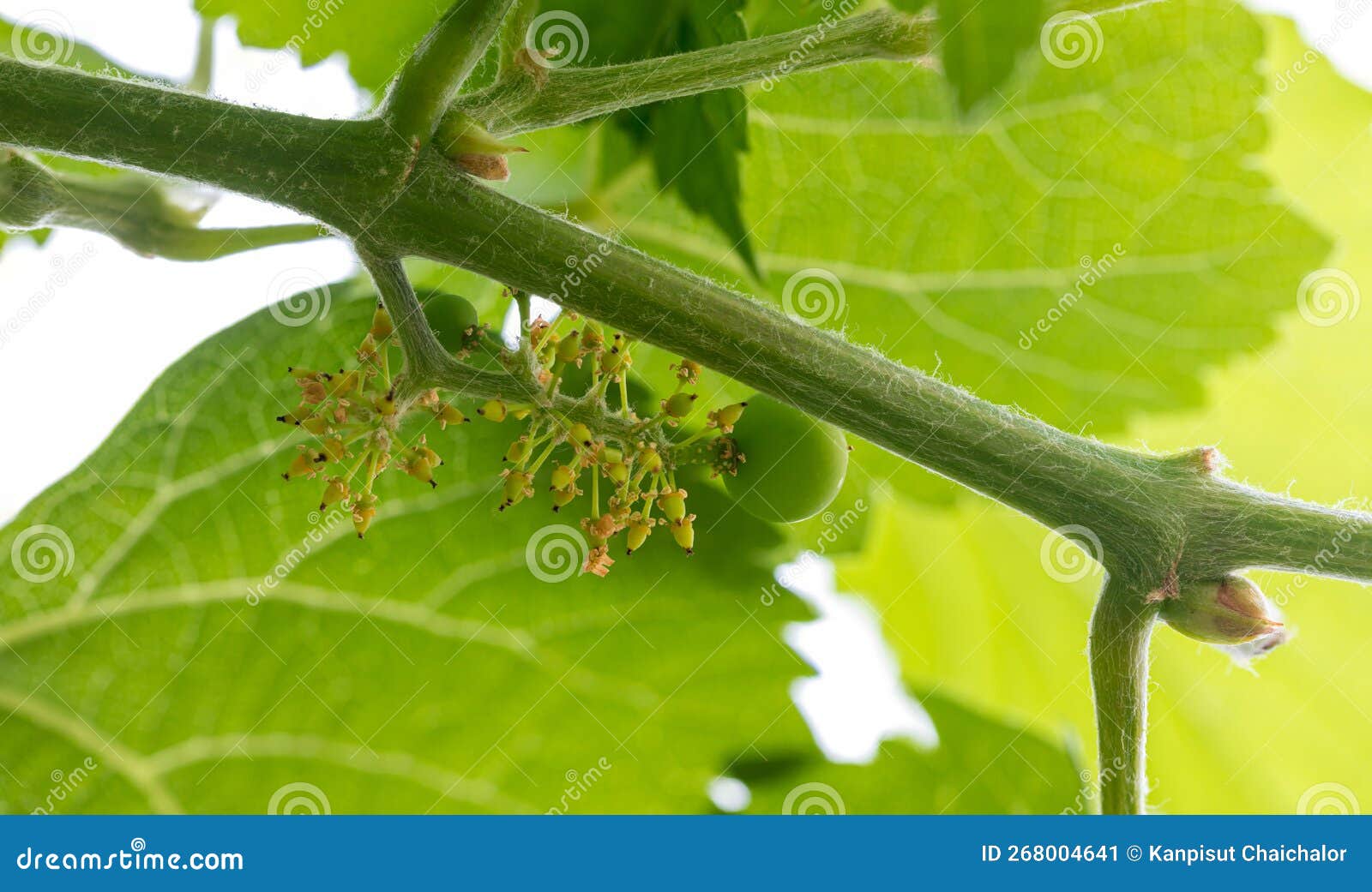 Baby Grapevine Plant Isolated Stock Photos - Free & Royalty-Free Stock ...