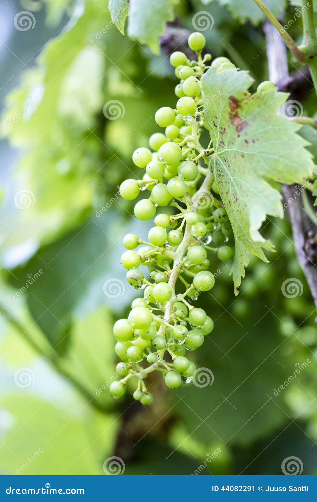 Small Grapes on a vine stock image. Image of grow, water - 44082291