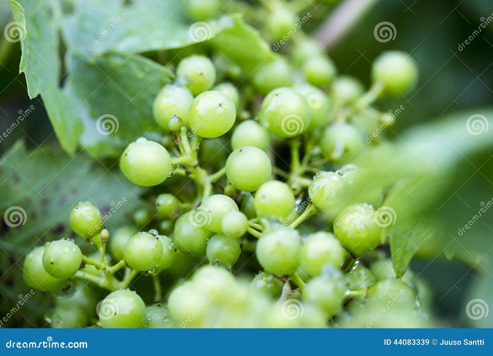 Small Grapes on a vine stock image. Image of fruit, leaf - 44083339