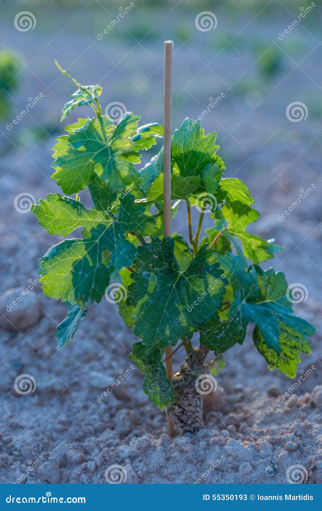 Small grapes stock image. Image of rural, bordeaux, champagne - 55350193