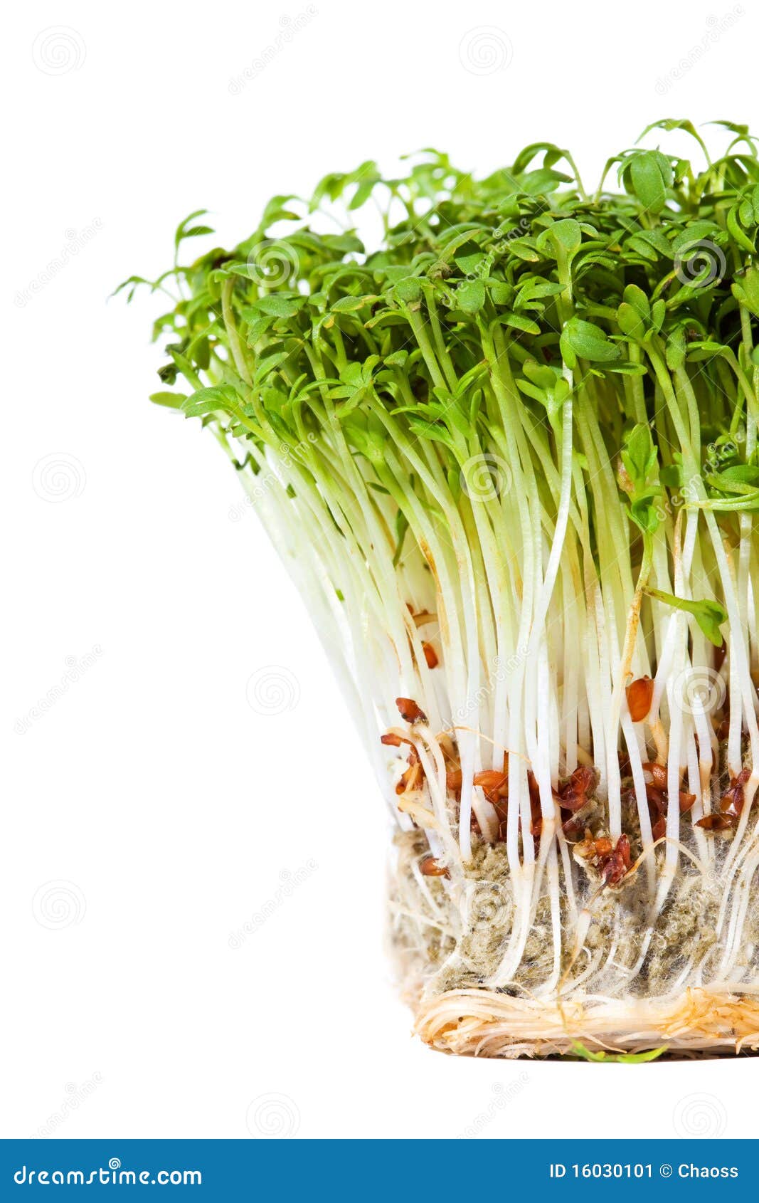 Small grass stock image. Image of growth, macro, root - 16030101