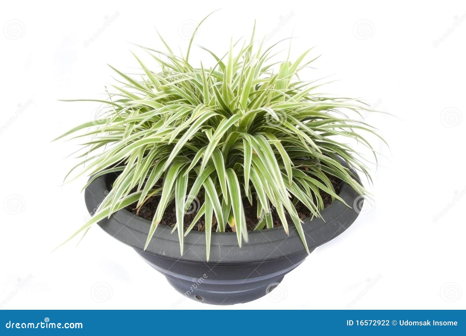 Small Grass And Bushes - Mostly Endemic - Growing In Front Of ...
