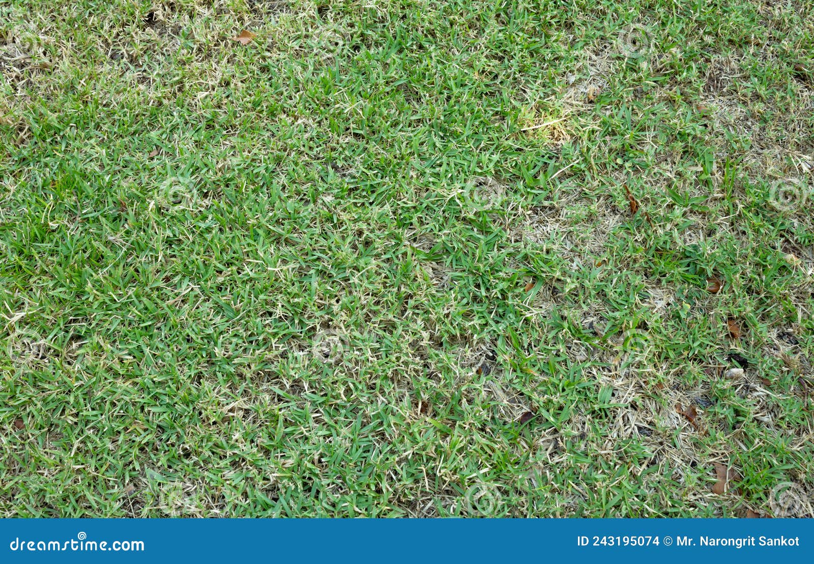 Small grass stock photo. Image of environment, forest - 243195074