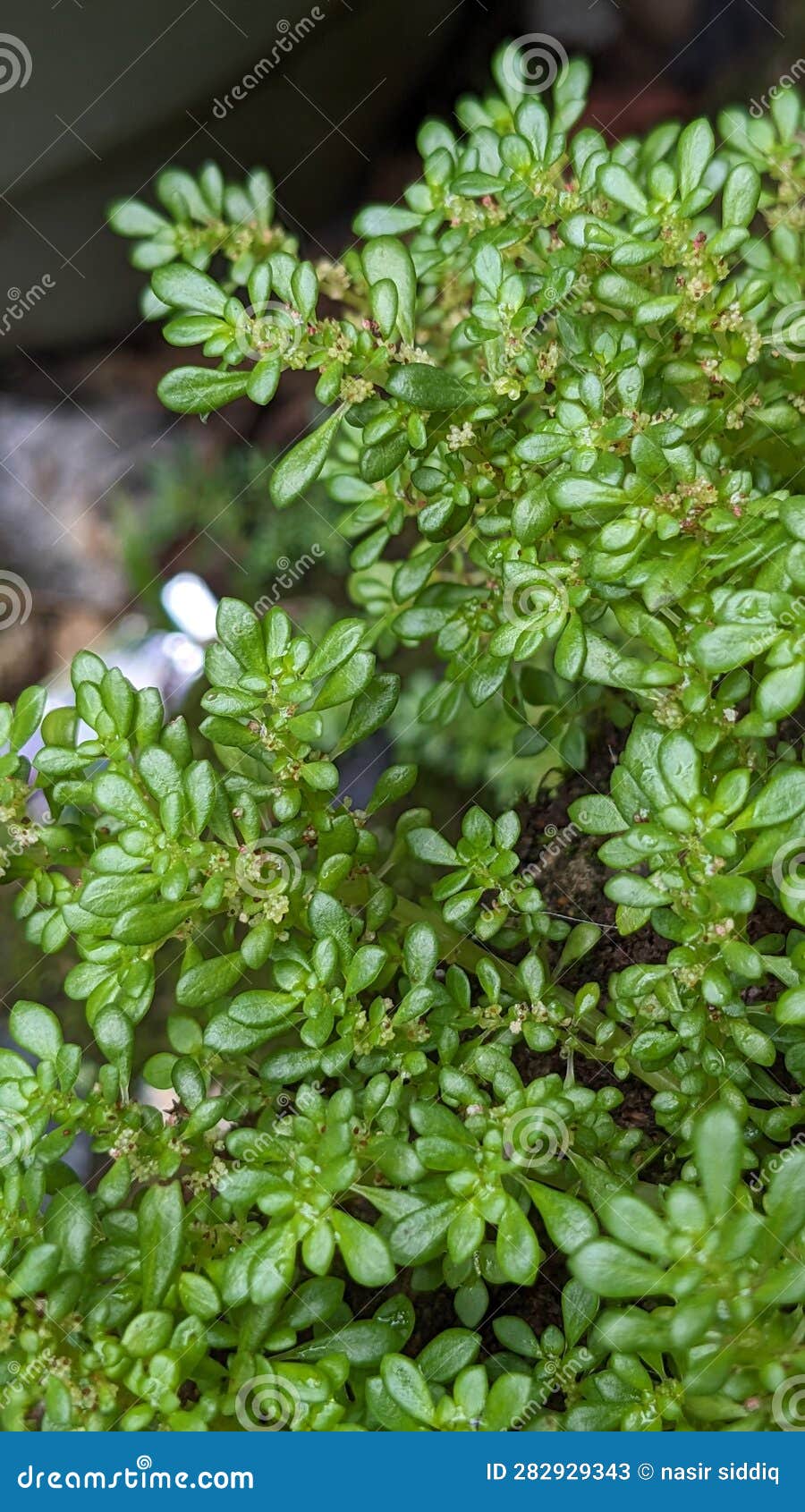 Small Grass with Green Leaves Growing in the Yard Stock Image - Image ...