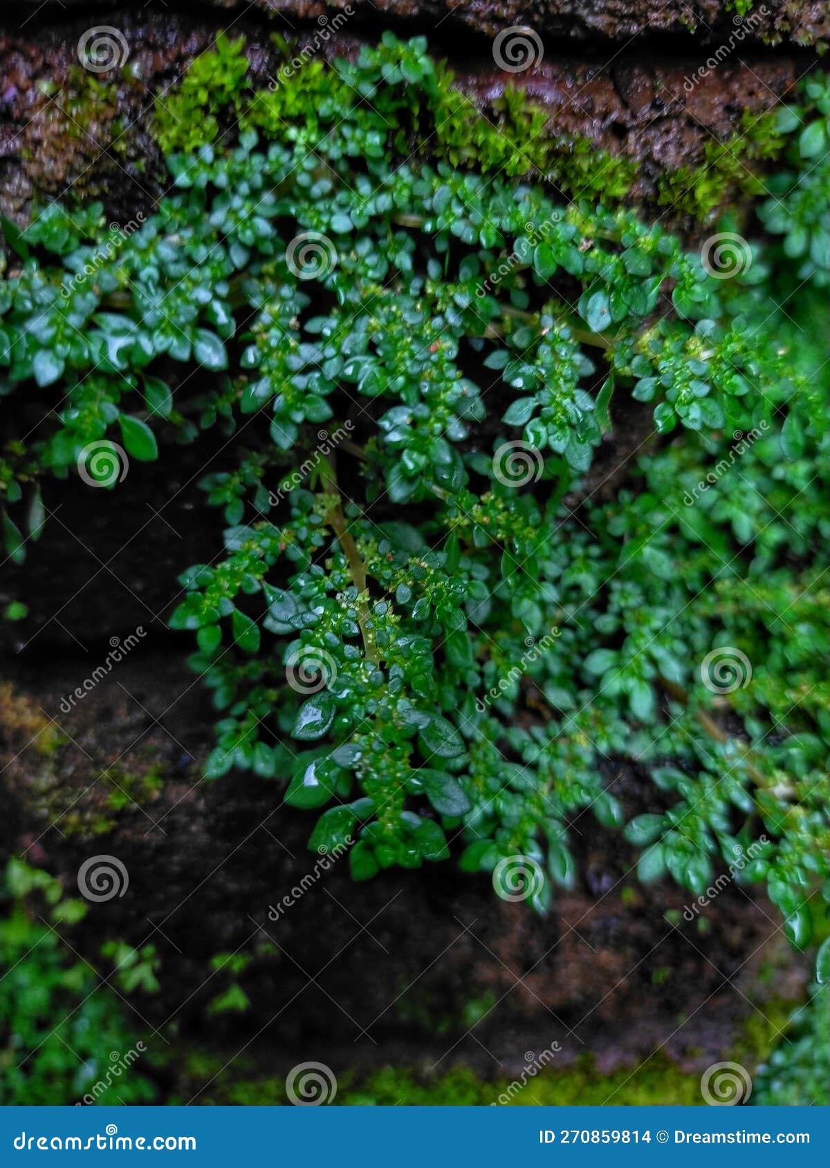 Small Grass Growing on the Rock Stock Photo - Image of grass, growing ...