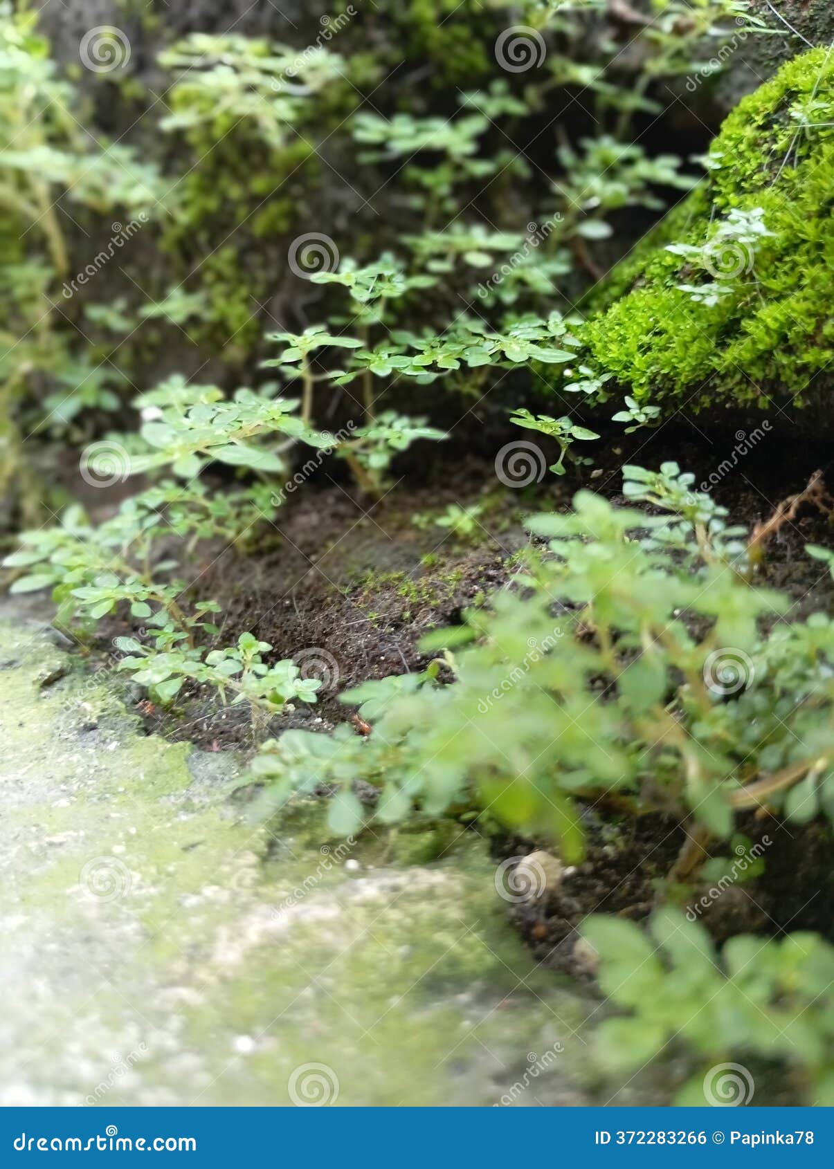 Grass Grows In A Puddle Of Water In Wood Royalty-Free Stock Photo ...