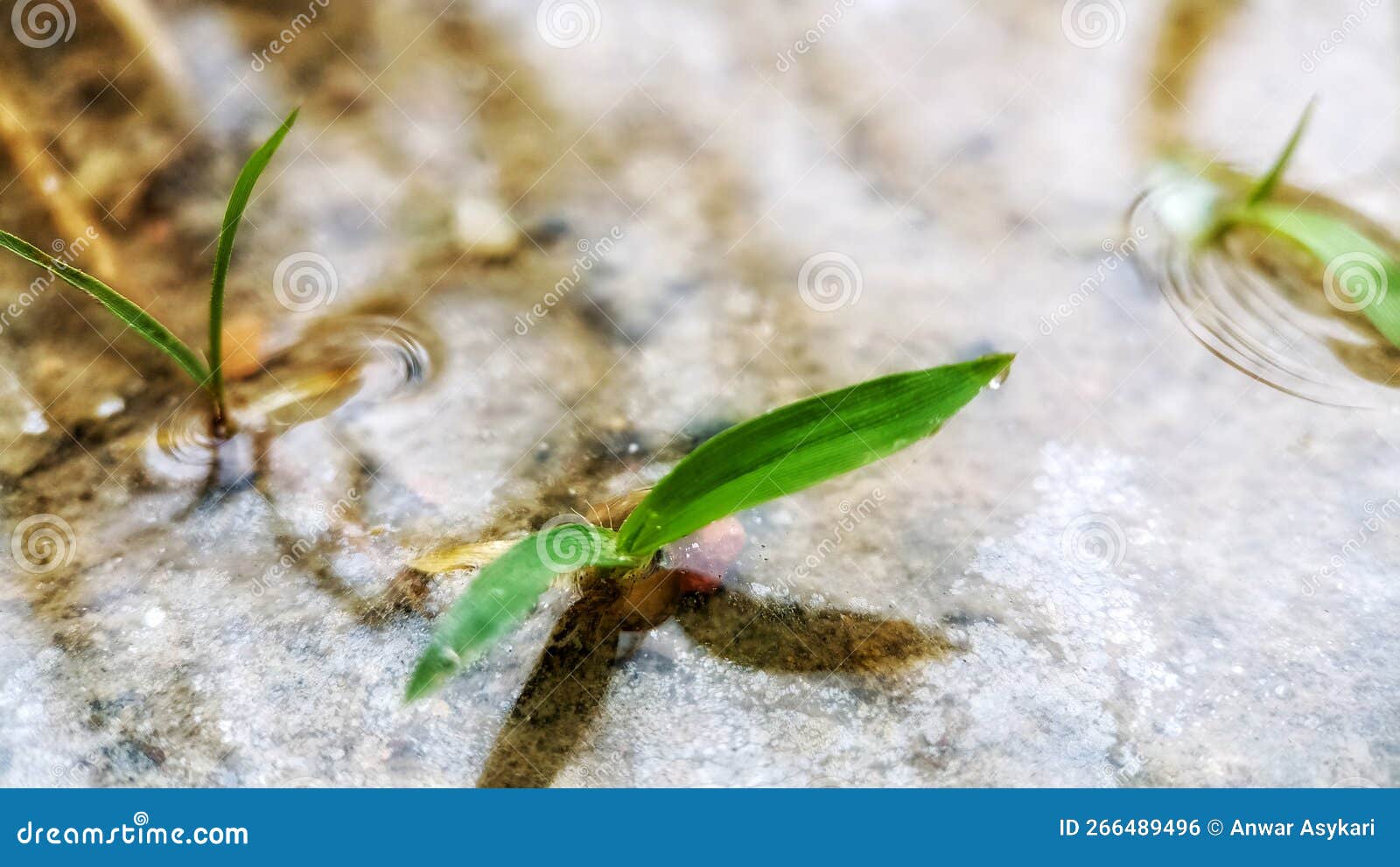 Small Grass Plants Above the Water Puddles Stock Photo - Image of ...