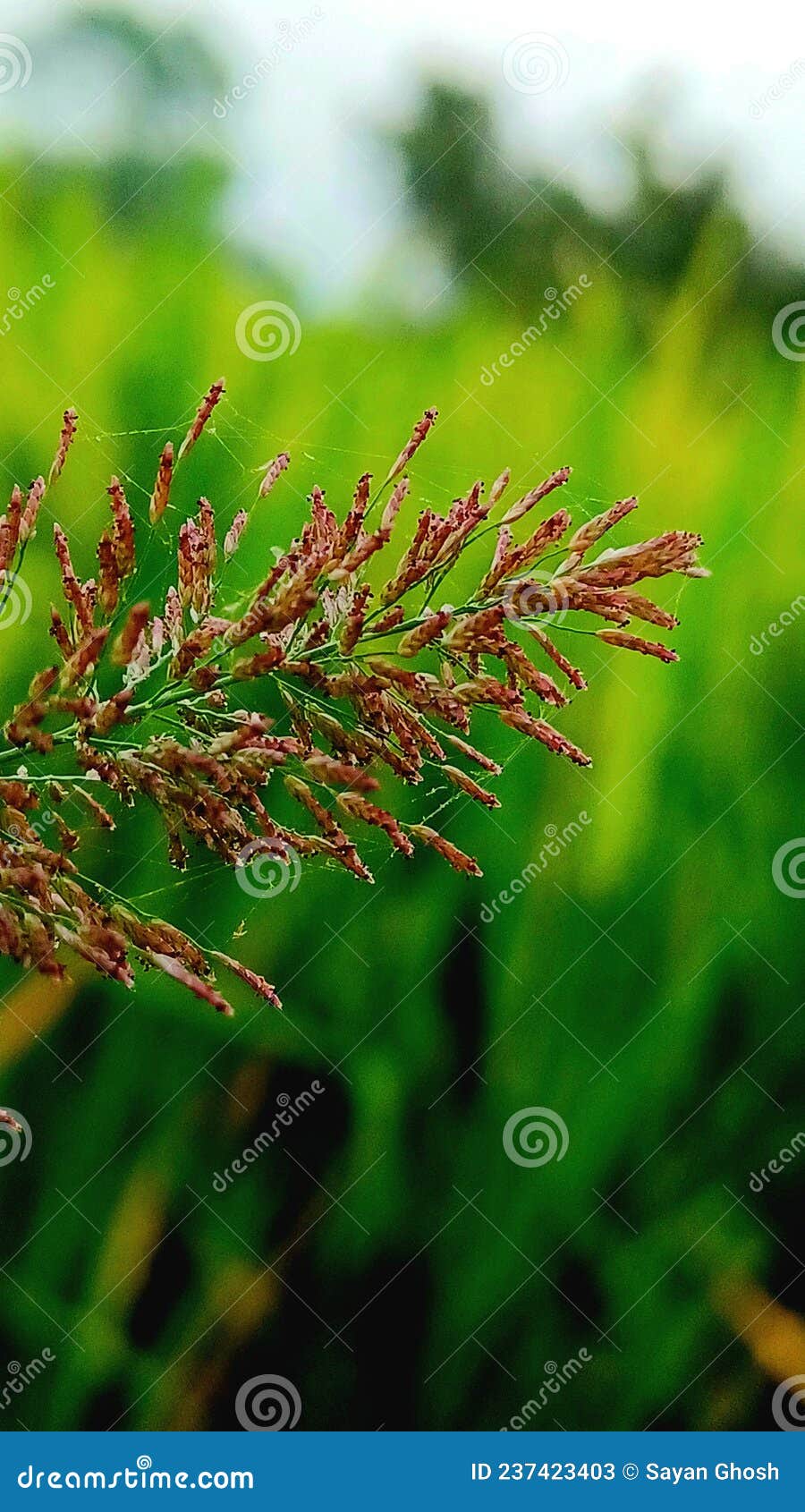 Small Grass and it& X27;s Beautiful Stock Image - Image of wildflower ...