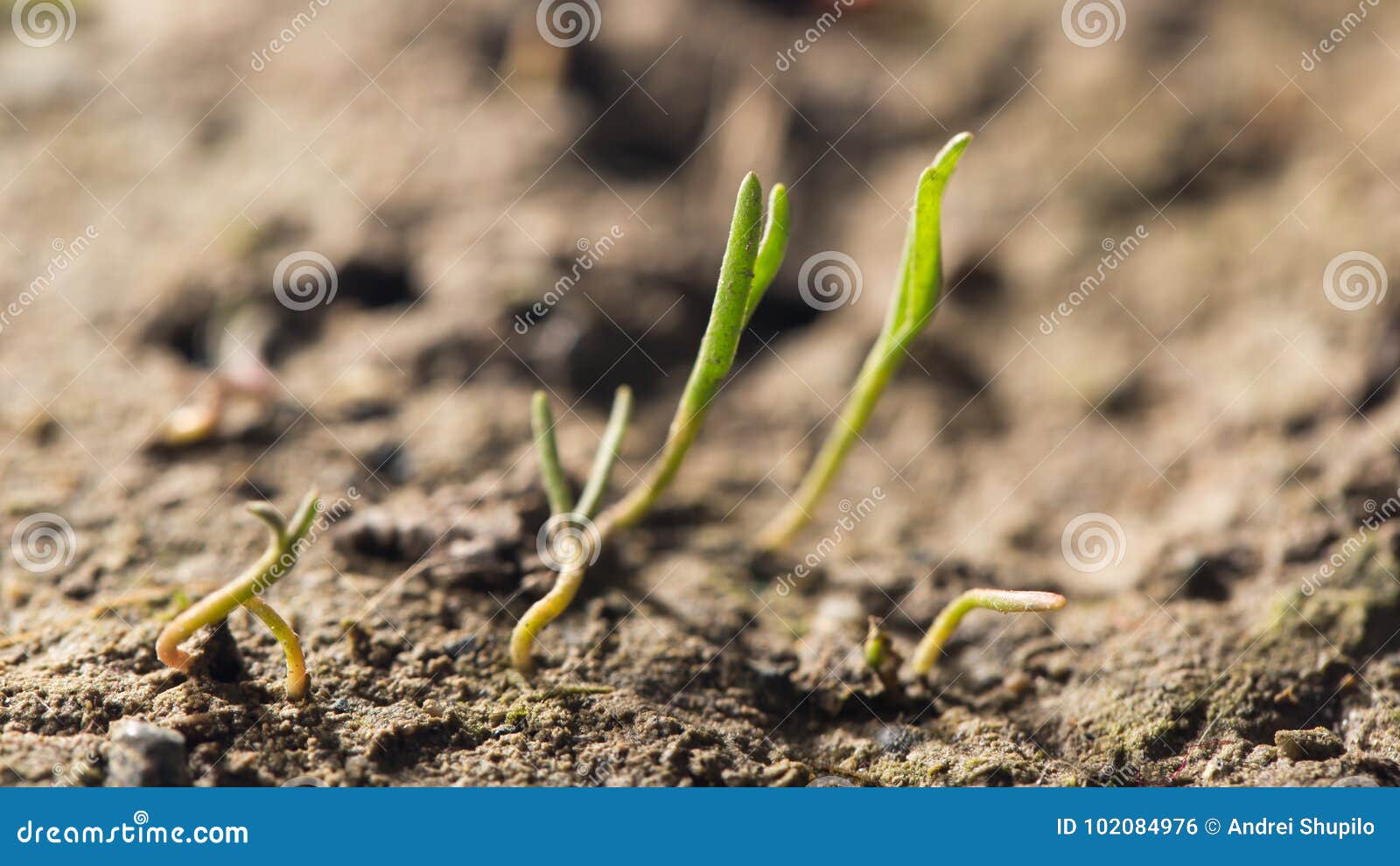 Small Grass Sprout in Soil in Nature Stock Photo - Image of crop, field ...