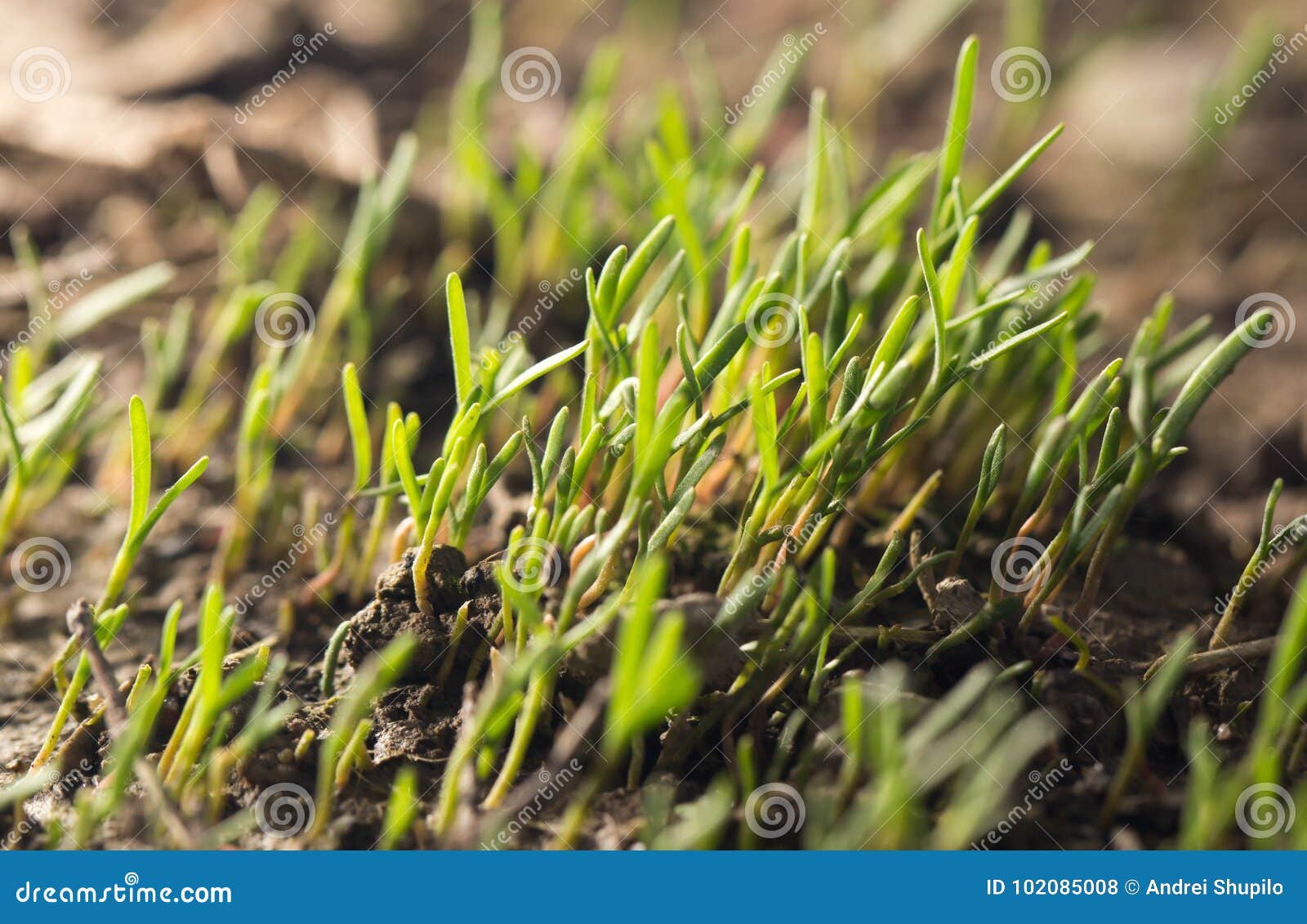 Grass Sprout Through Paving Block Walkway Stock Photo | CartoonDealer ...