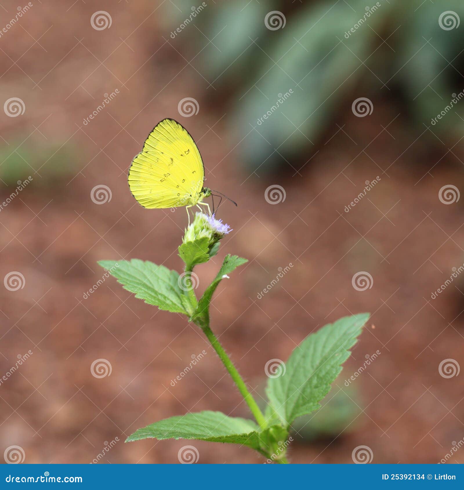 Small Grass Yellow stock photo. Image of grass, plant - 25392134