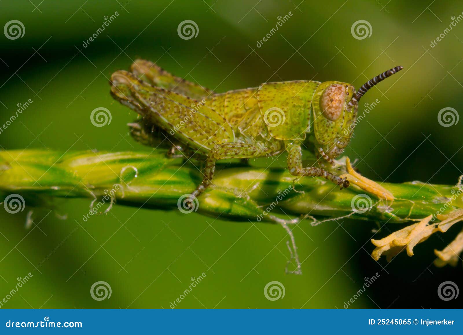 The small grasshopper stock image. Image of leaf, invertebrate - 25245065
