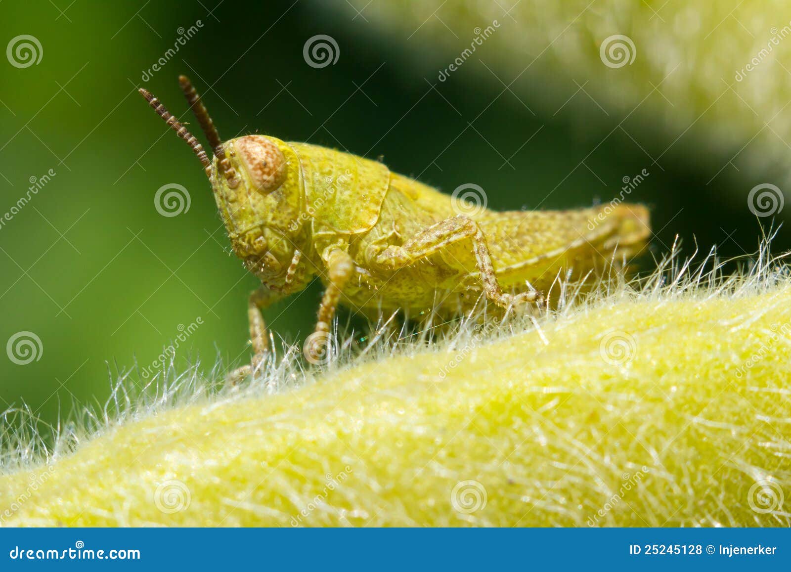 The small grasshopper stock photo. Image of large, insect - 25245128
