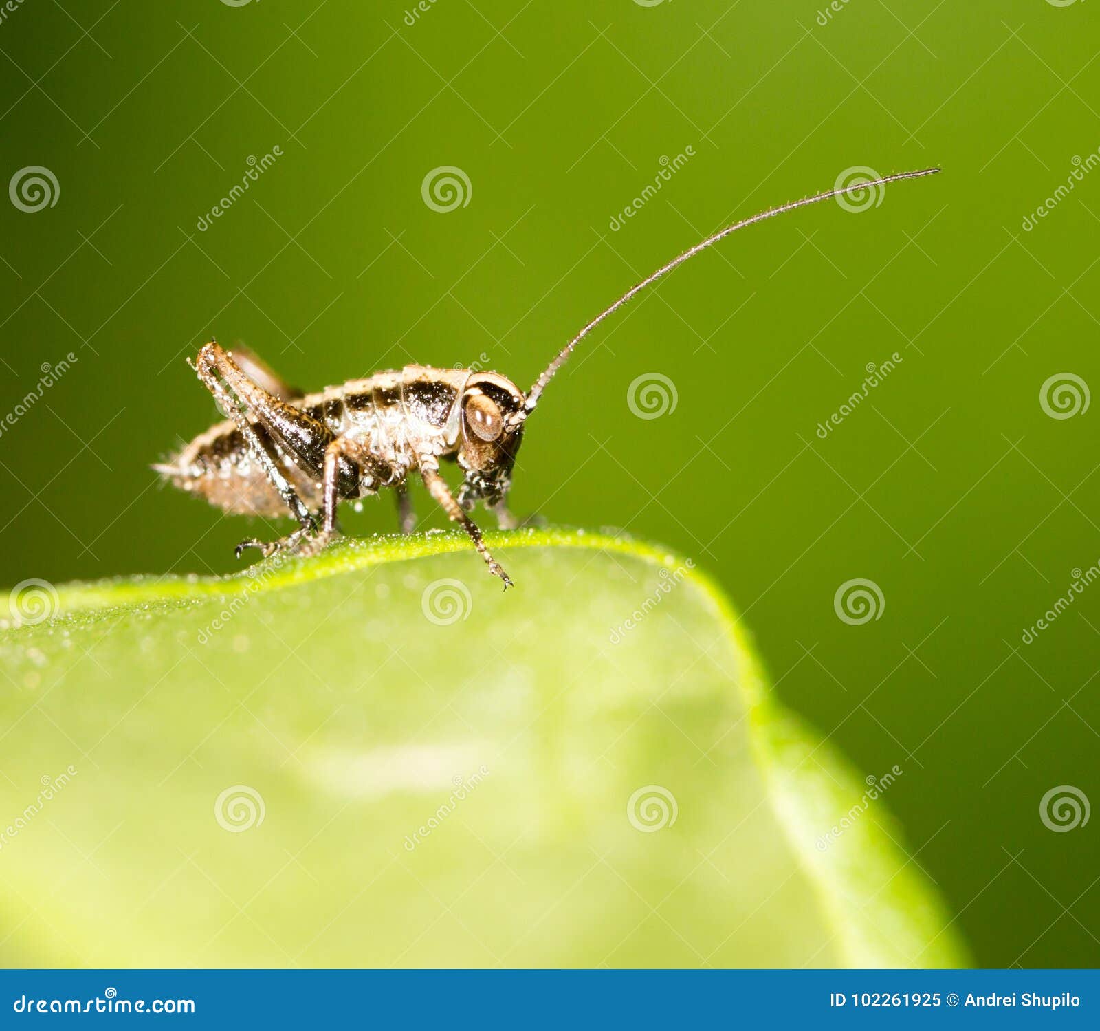 Small Grasshopper on a Green Leaf. Close-up Stock Image - Image of ...