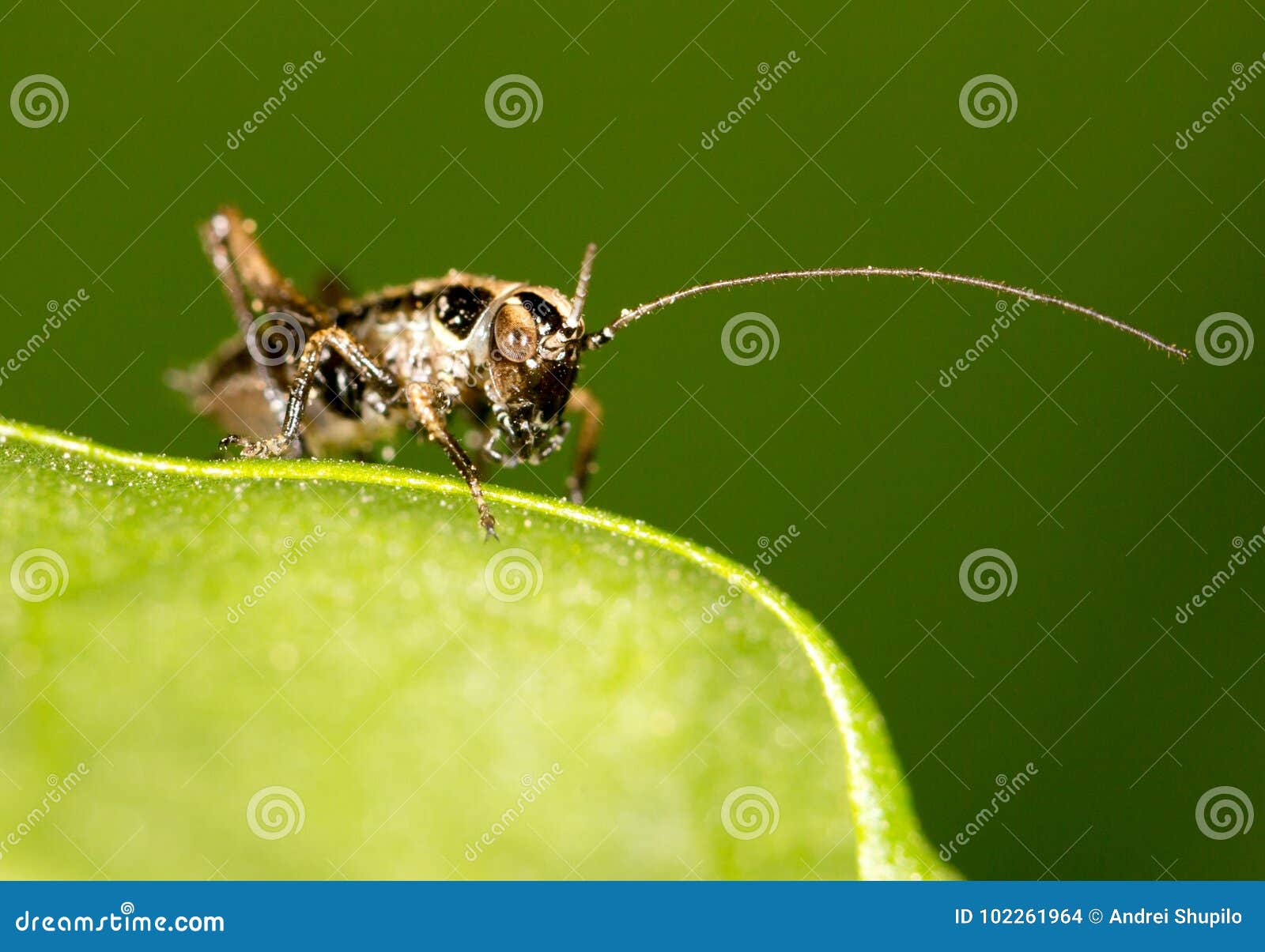 Small Grasshopper on a Green Leaf. Close-up Stock Photo - Image of food ...