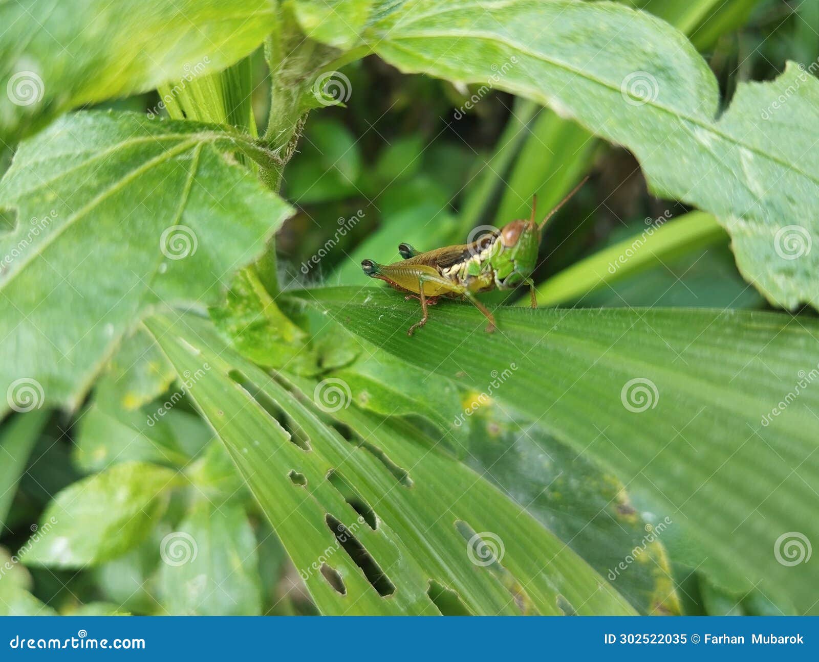 Small Grasshopper on a Leaf Stock Image - Image of wild, trees: 302522035