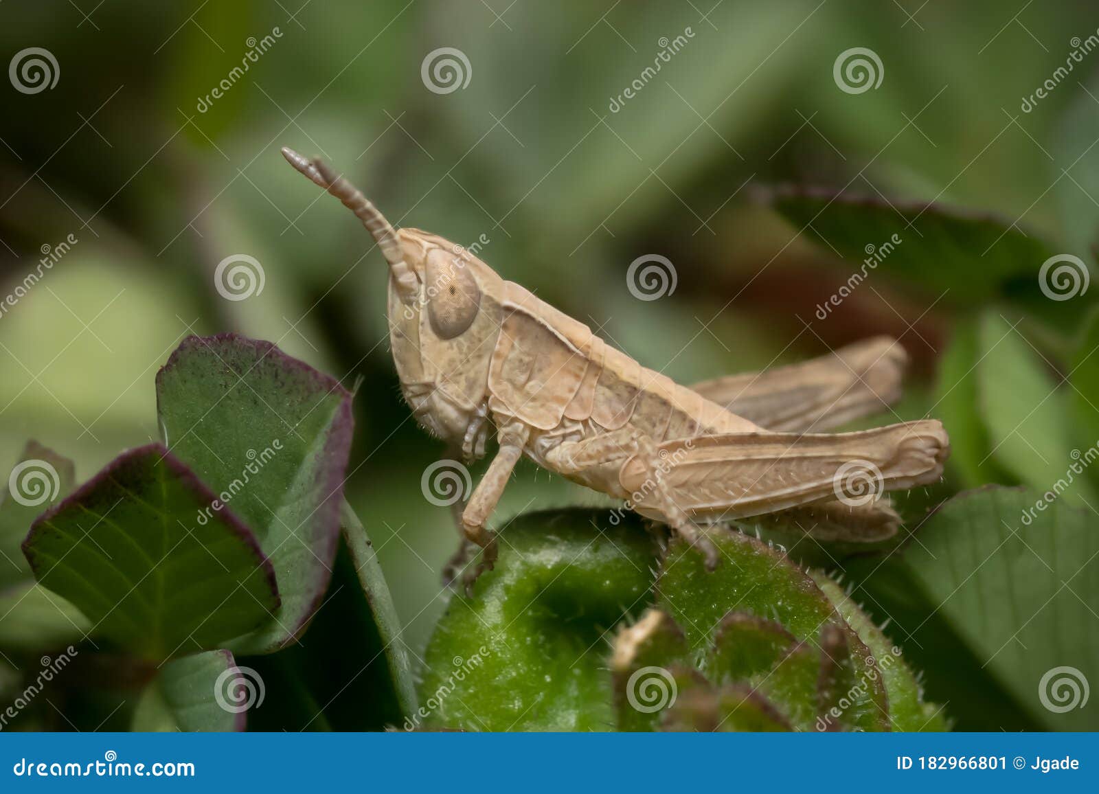 Small grasshopper on leaf stock image. Image of locust - 182966801