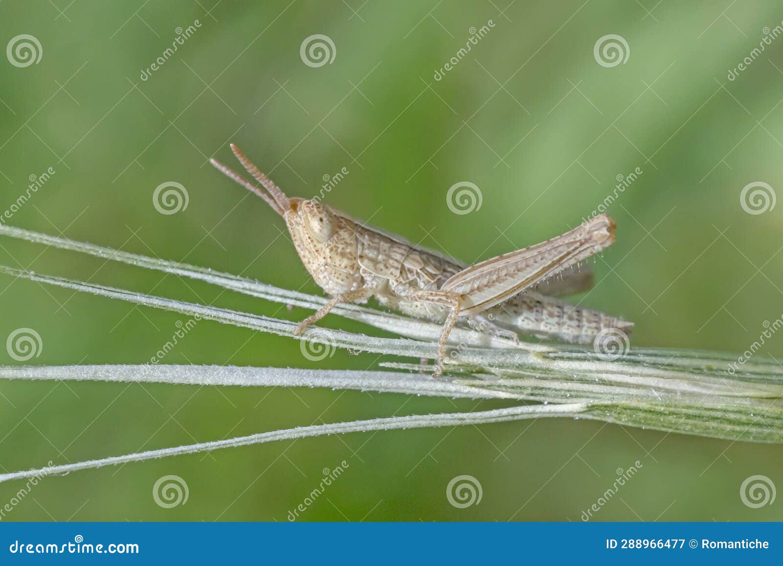 A Small Grasshopper On The Green Leaf Stock Image | CartoonDealer.com #229311301