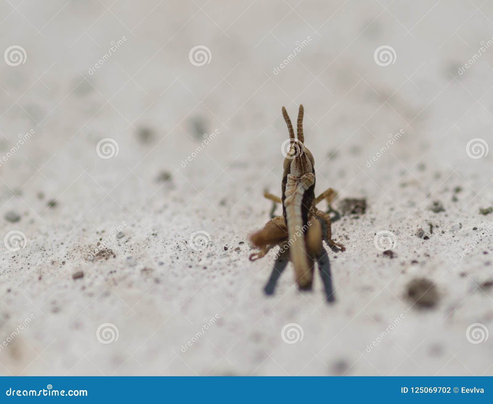 Small grasshopper. stock photo. Image of macro, color - 125069702