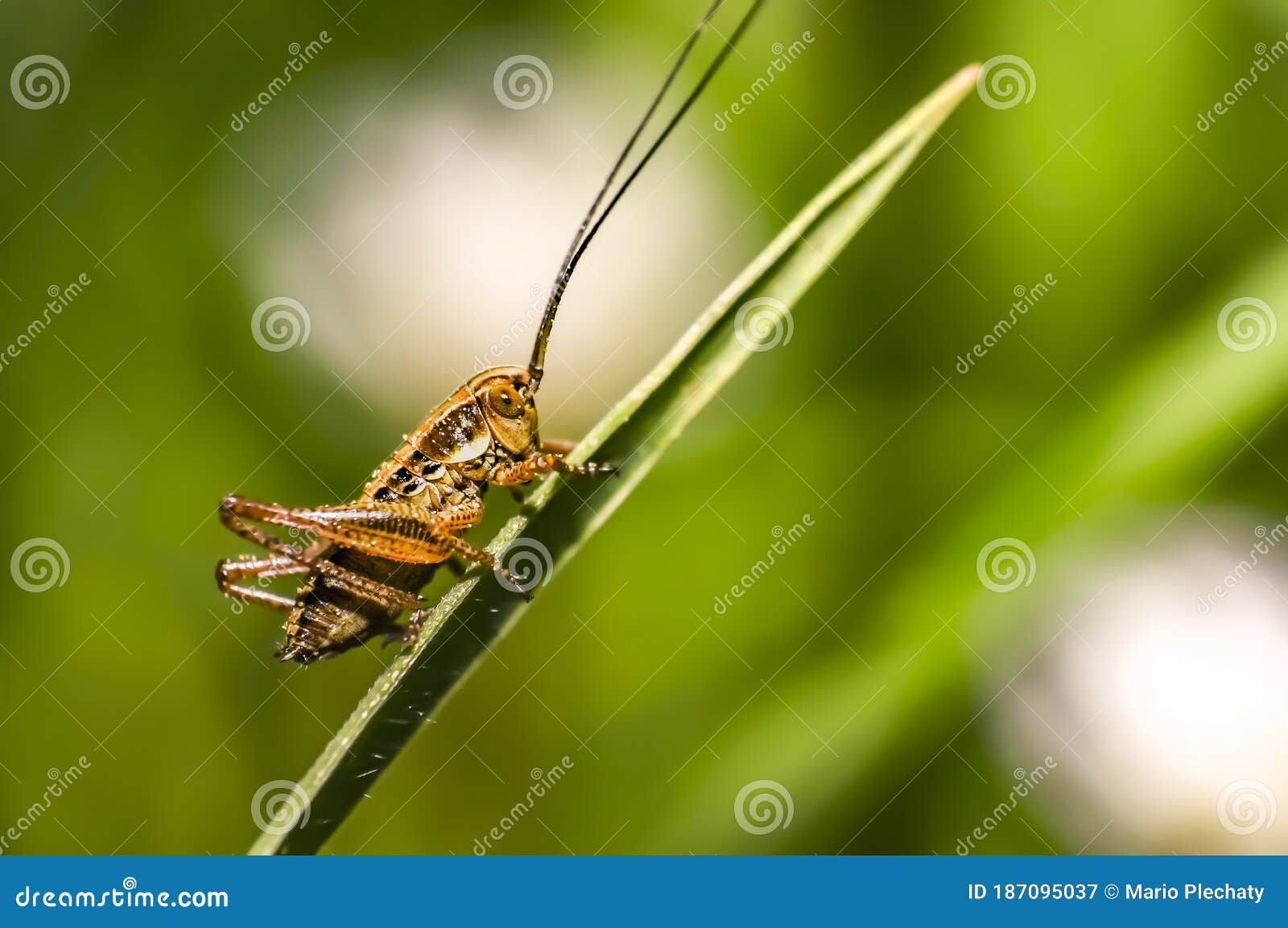 Small Grasshopper in the Summer Forest Stock Image - Image of grass ...