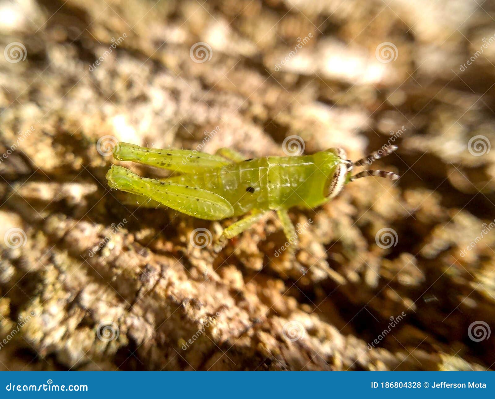 A Small Grasshopper on a Tree Trunk Stock Photo - Image of leaf, plant ...
