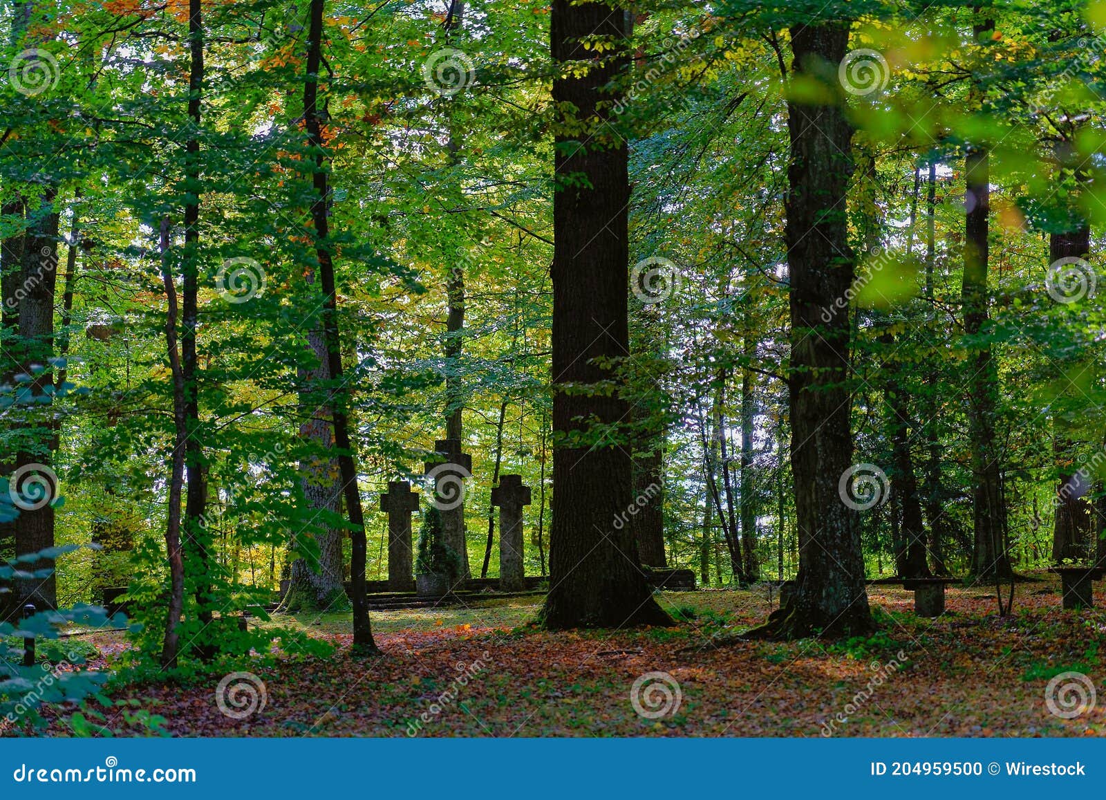 Small Graveyard Surrounded by Trees in the Middle of the Forest Stock ...