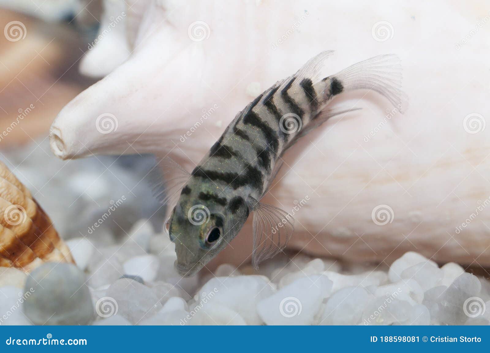 A Small Gray and Black Aquarium Fish Stock Image - Image of blur ...