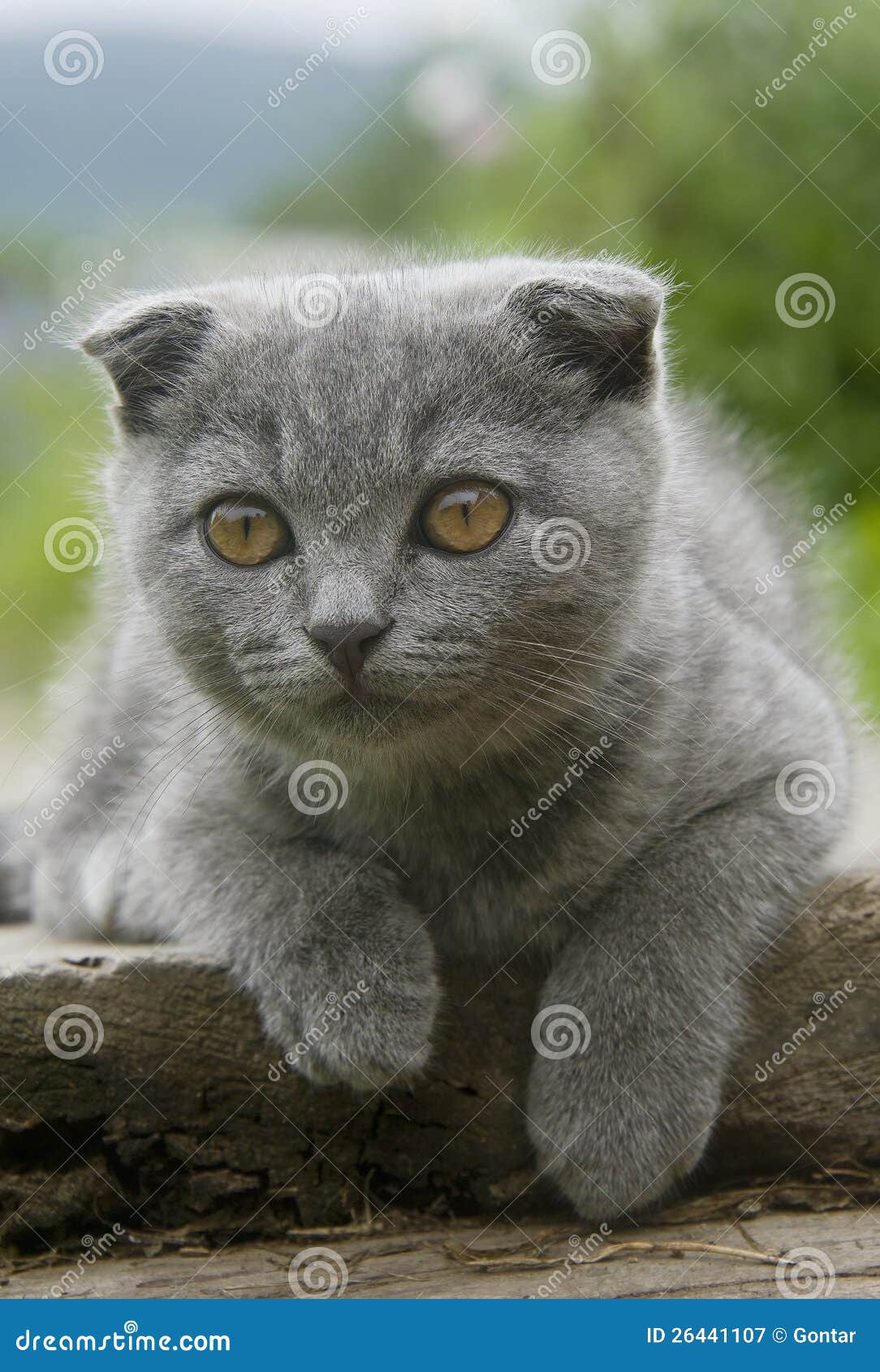Small gray cat stock image. Image of nature, whisker - 26441107