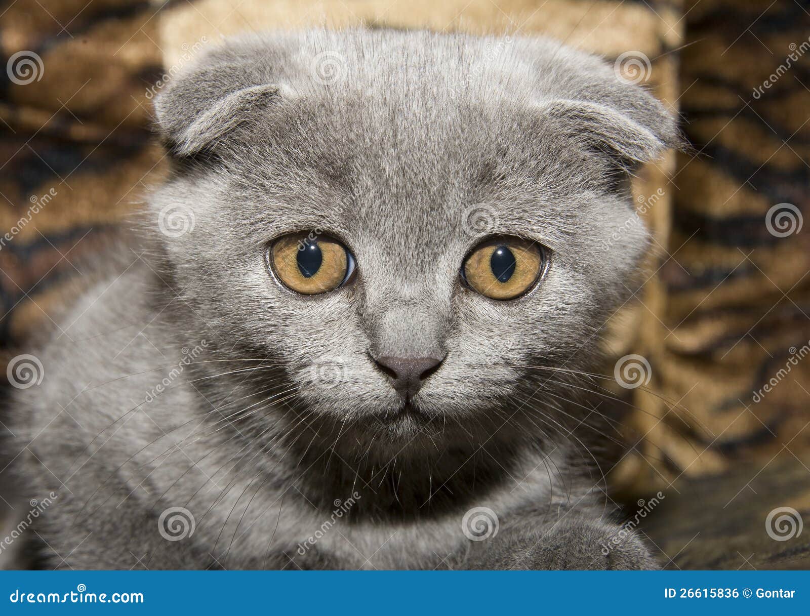 82,506 Small Gray Cat Stock Photos - Free & Royalty-Free Stock Photos ...