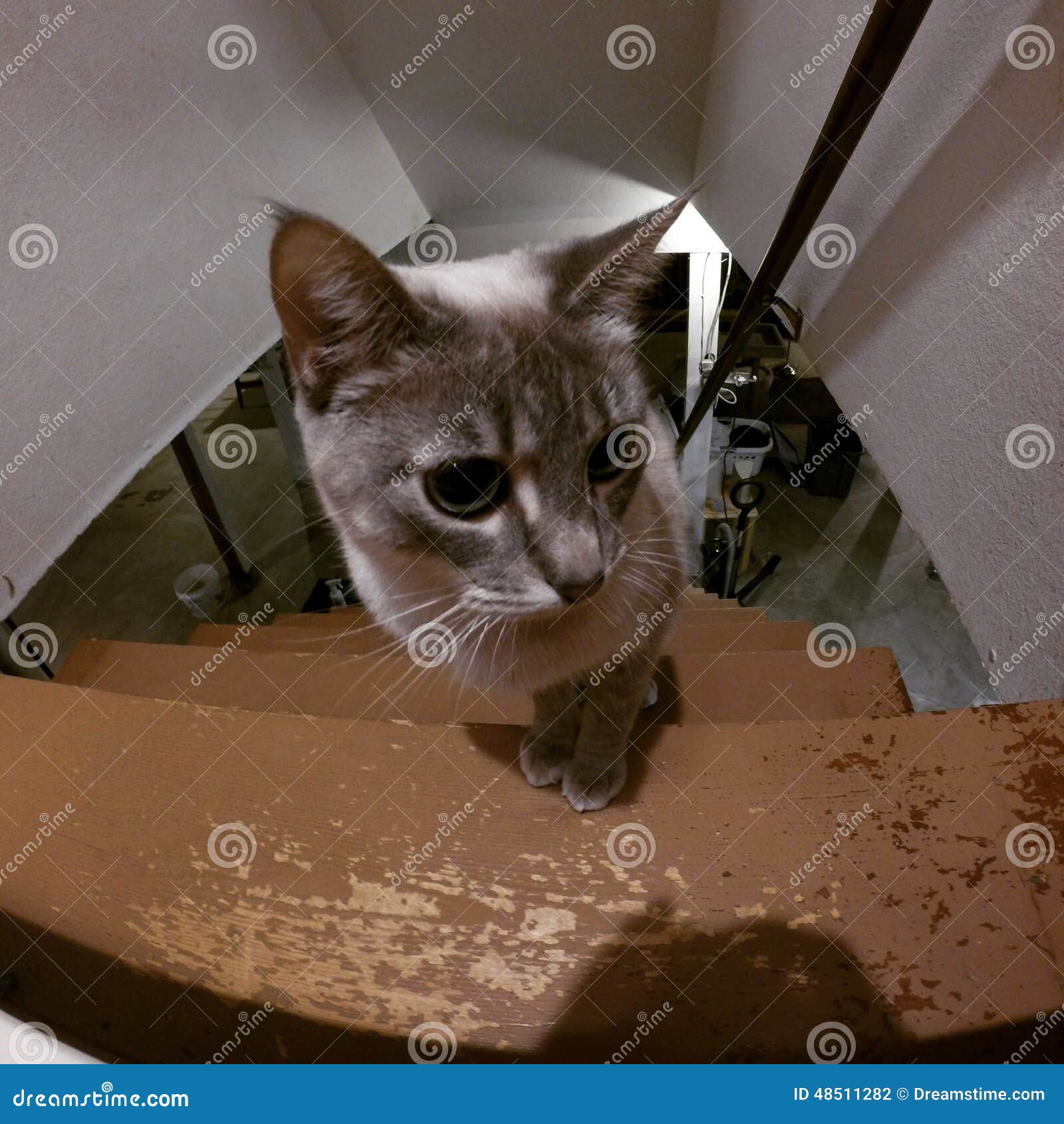 Small Gray Cat editorial photography. Image of small - 48511282