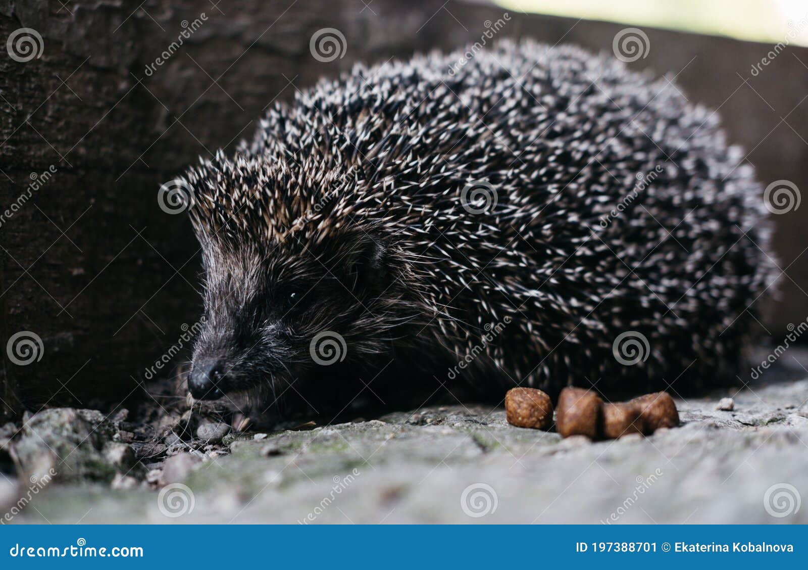 A Small Gray Charming Prickly Hedgehog Showed Its Sharp Muzzle. Curious ...