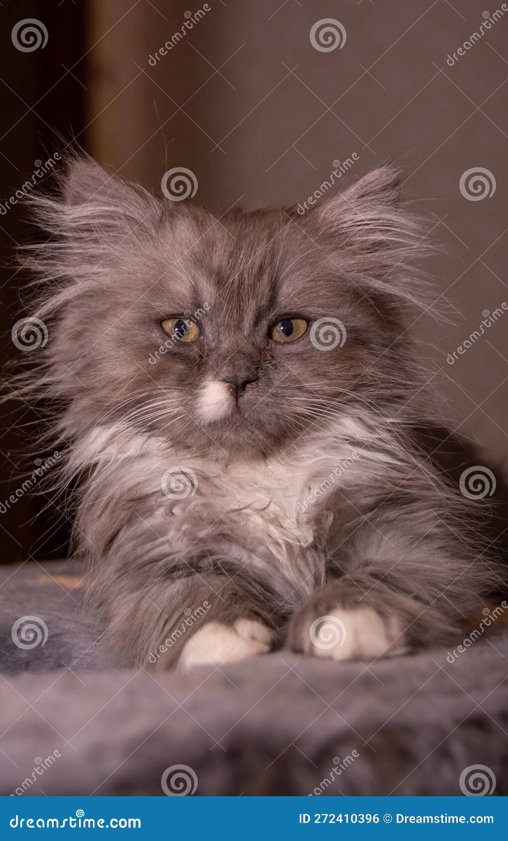 A Small Gray Domestic Kitten of the Turkish Angora Breed Stock Photo ...