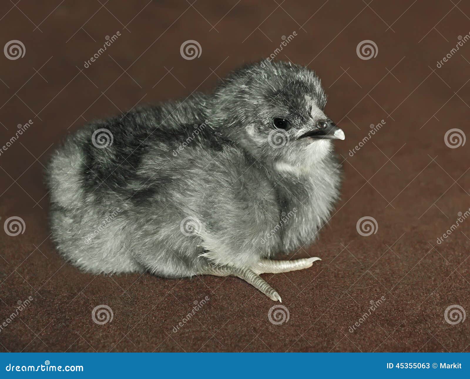 Small gray fluffy chicken stock image. Image of farm - 45355063