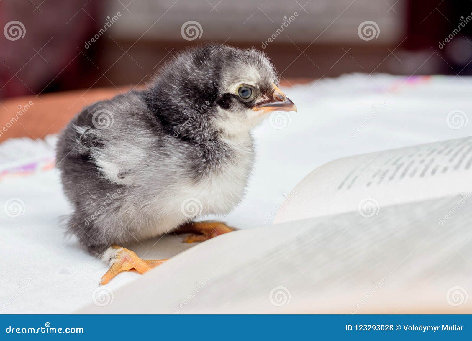 A Small Gray Fluffy Chicken Near An Open Book. Teaching To Read. Stock ...