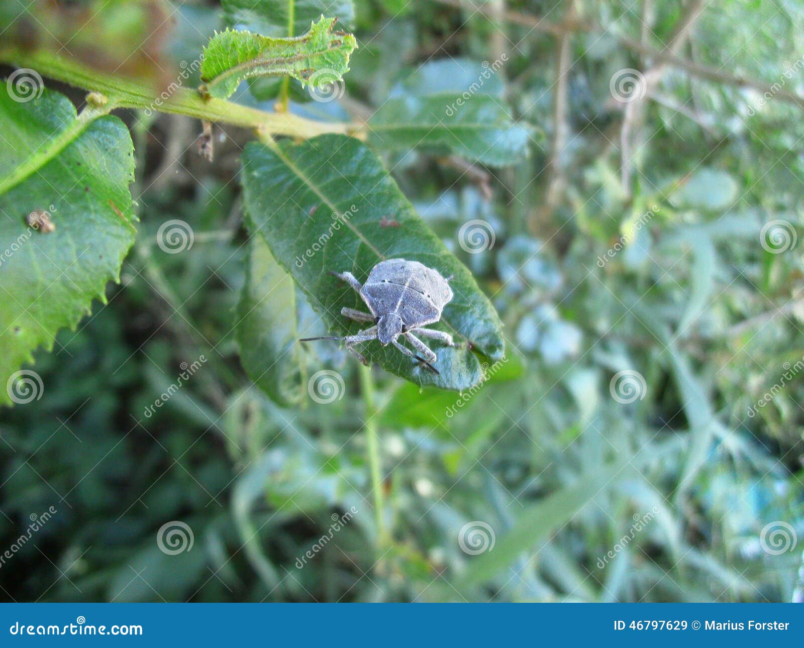 Small Gray Furry Beetle on Leaf in Swaziland Stock Image - Image of ...