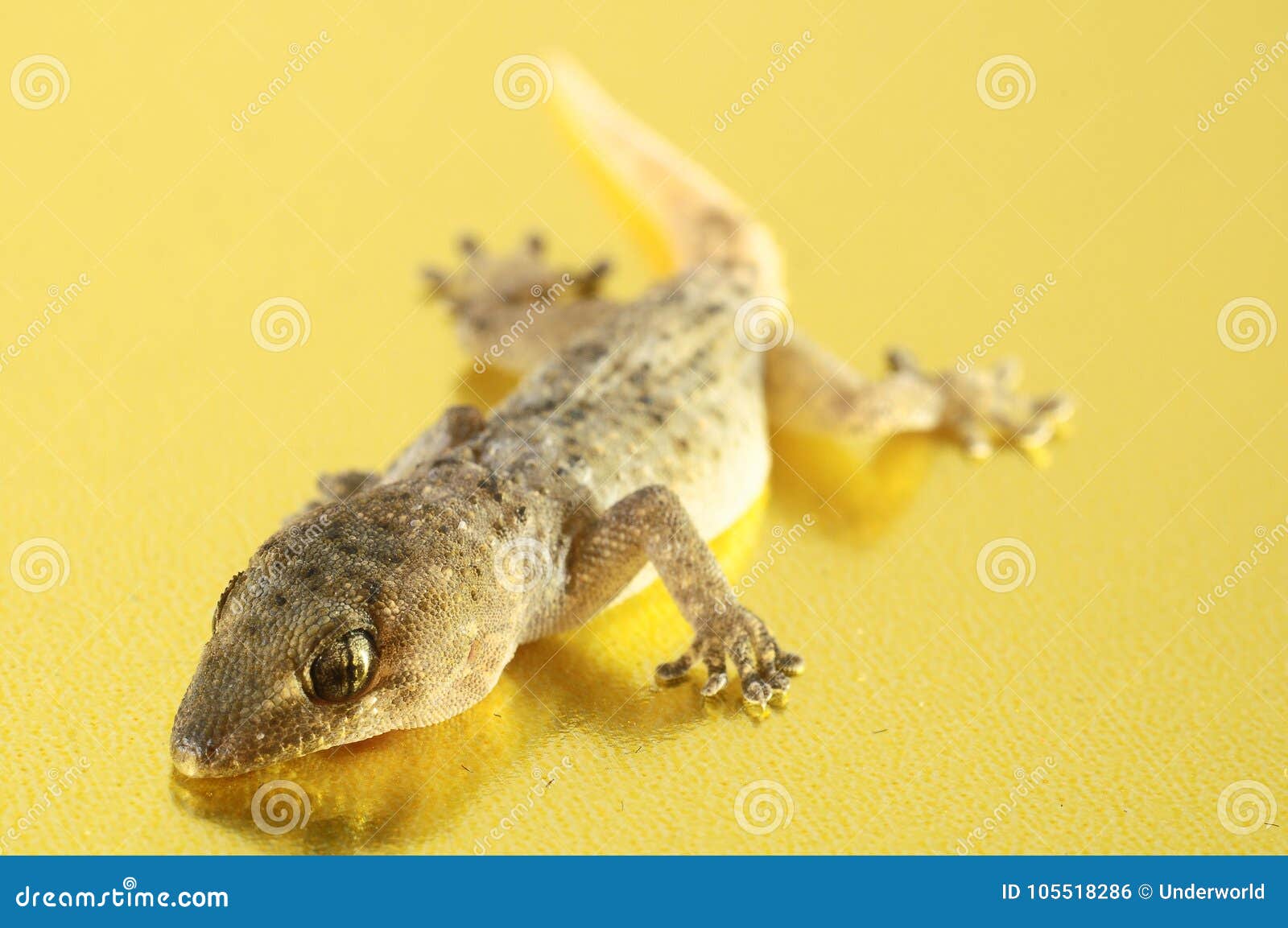 Gray Gecko Lizard stock photo. Image of climbing, reflection - 105518286