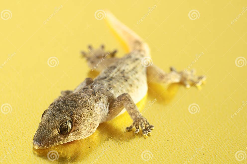 Gray Gecko Lizard stock photo. Image of climbing, reflection - 105518286