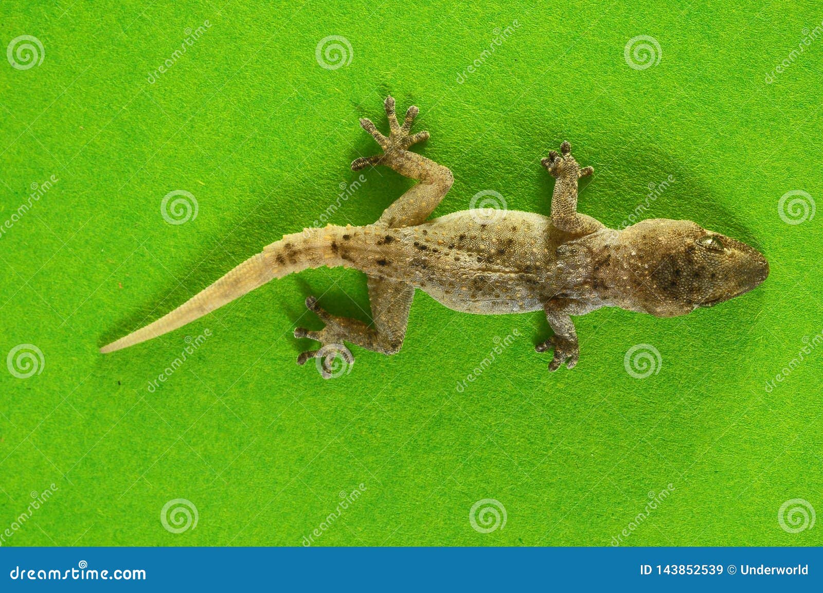 Gray Gecko Lizard stock image. Image of hemidactylus - 143852539