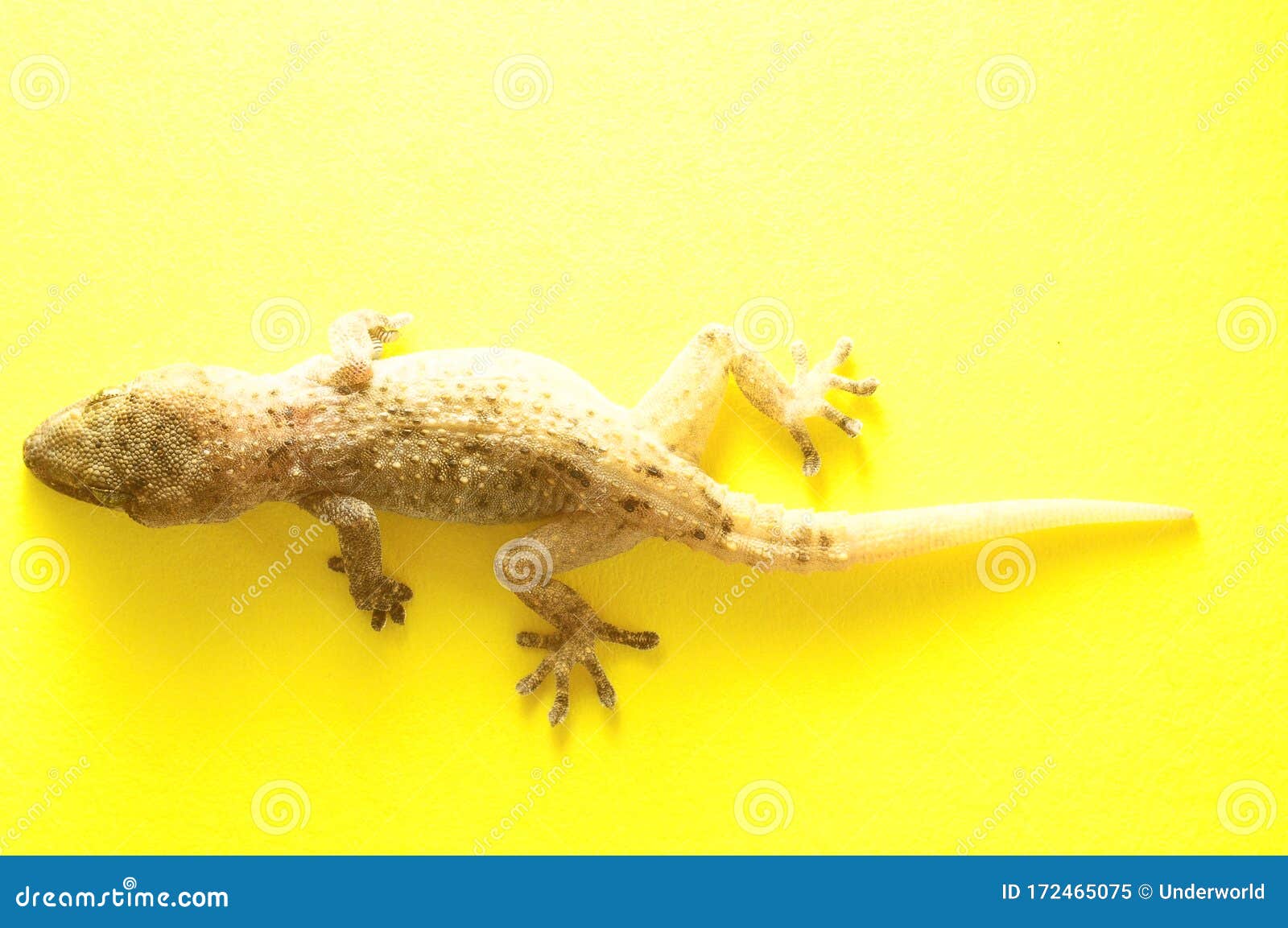 Gray Gecko Lizard stock image. Image of creature, close - 172465075