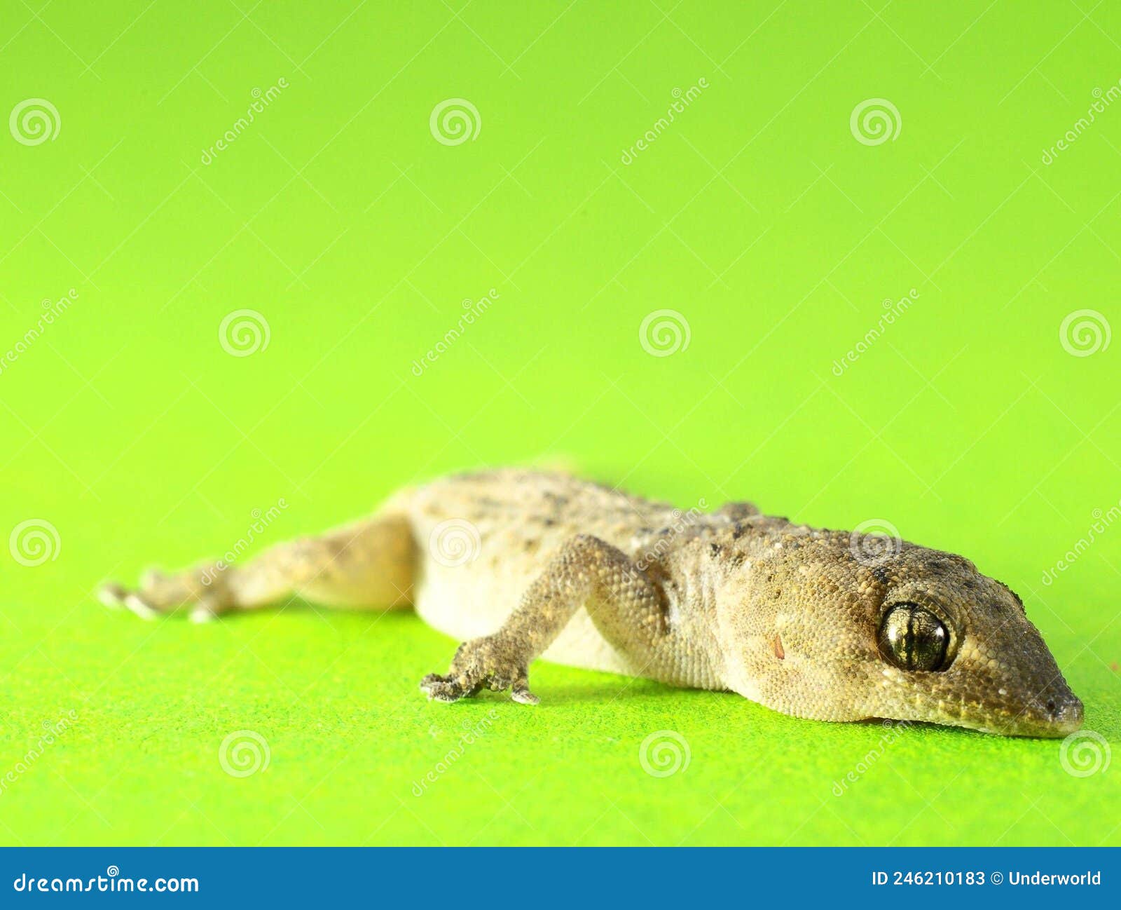 Gray Gecko Lizard stock image. Image of curious, close - 246210183