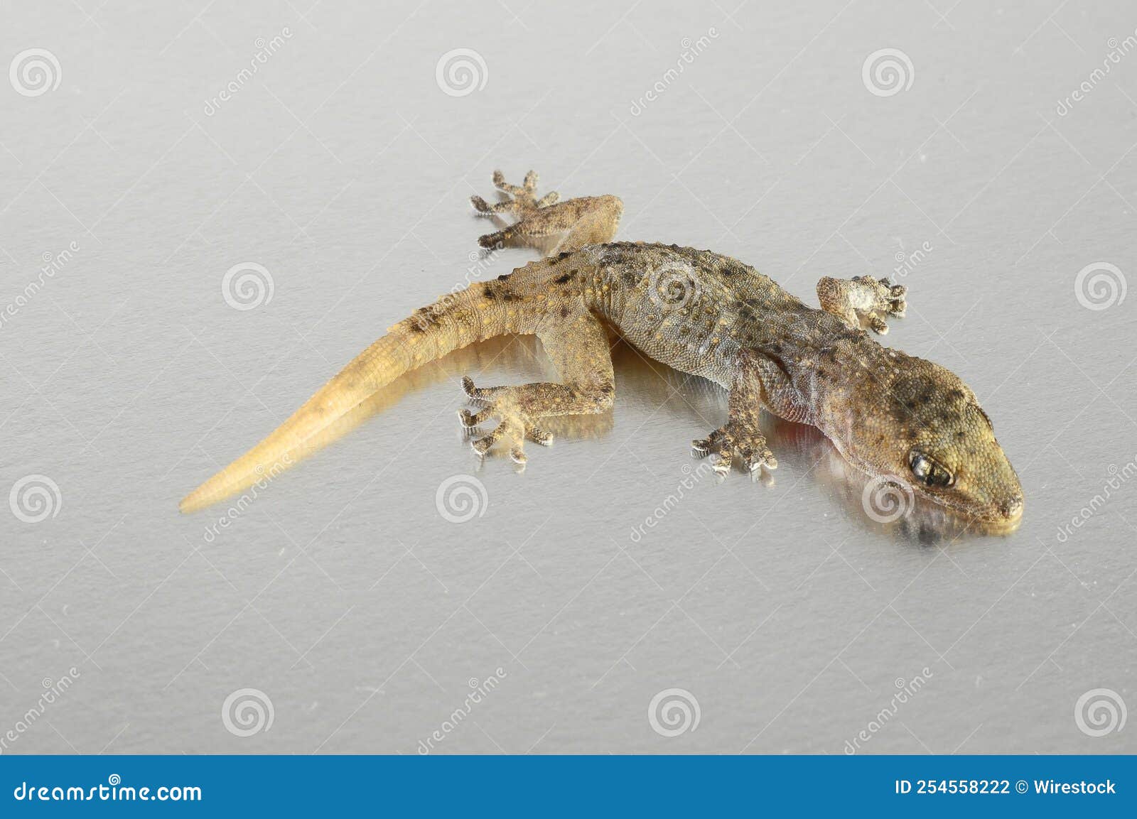 Gray Gecko Lizard , Digital Photo Image Stock Photo - Image of gecko ...