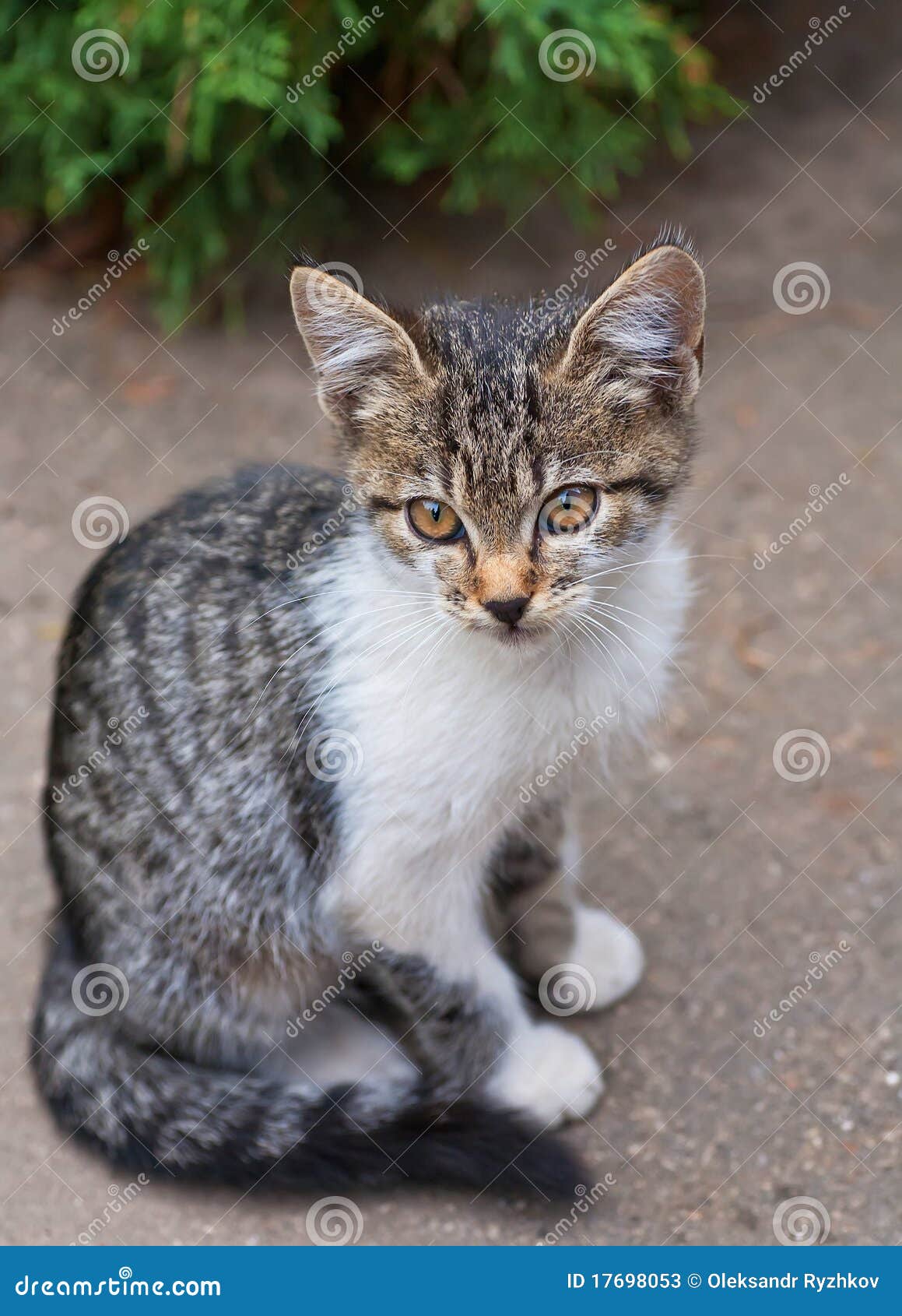 Small gray kitten stock image. Image of nature, black - 17698053