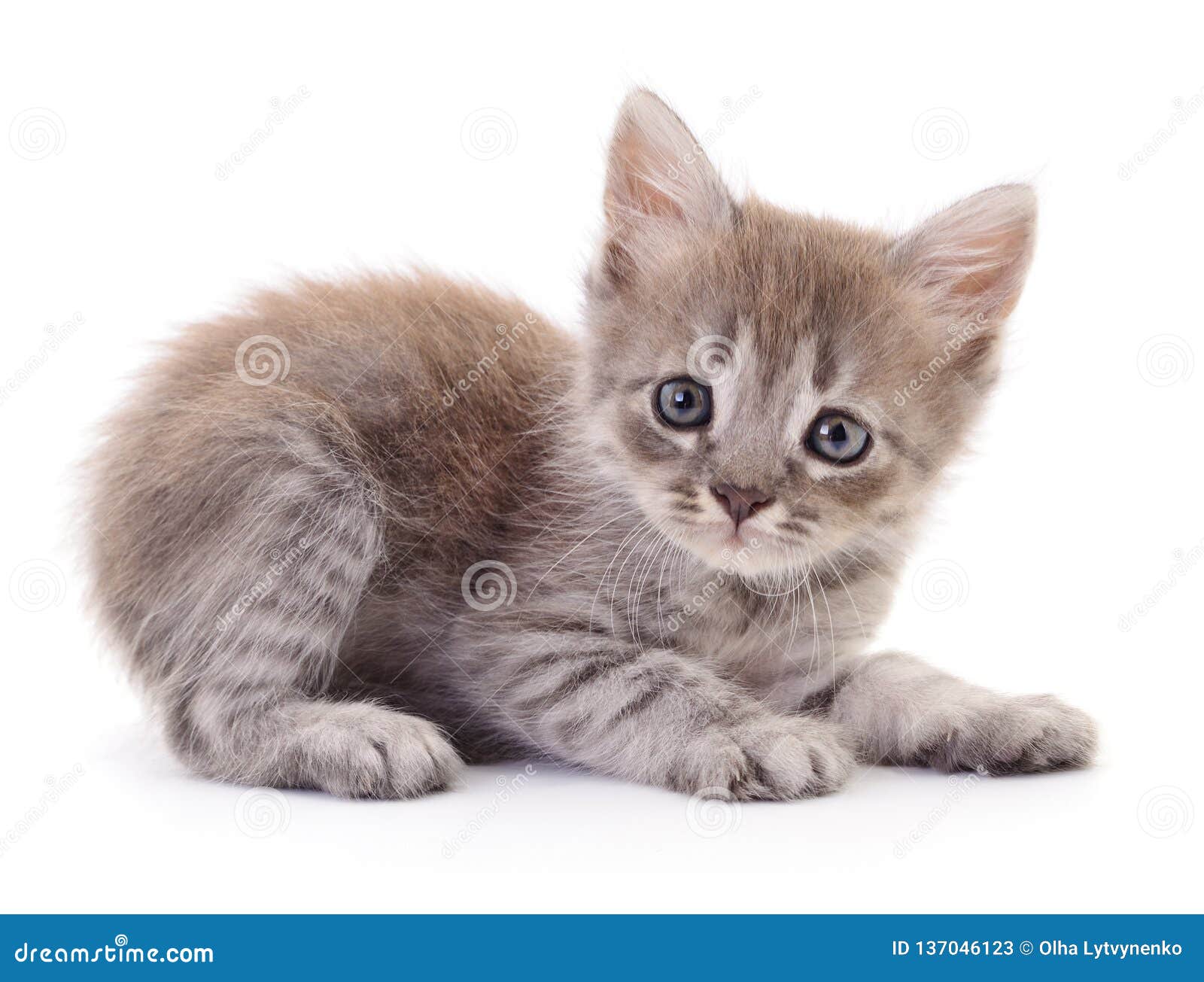 Small gray kitten stock image. Image of feline, kitten - 137046123