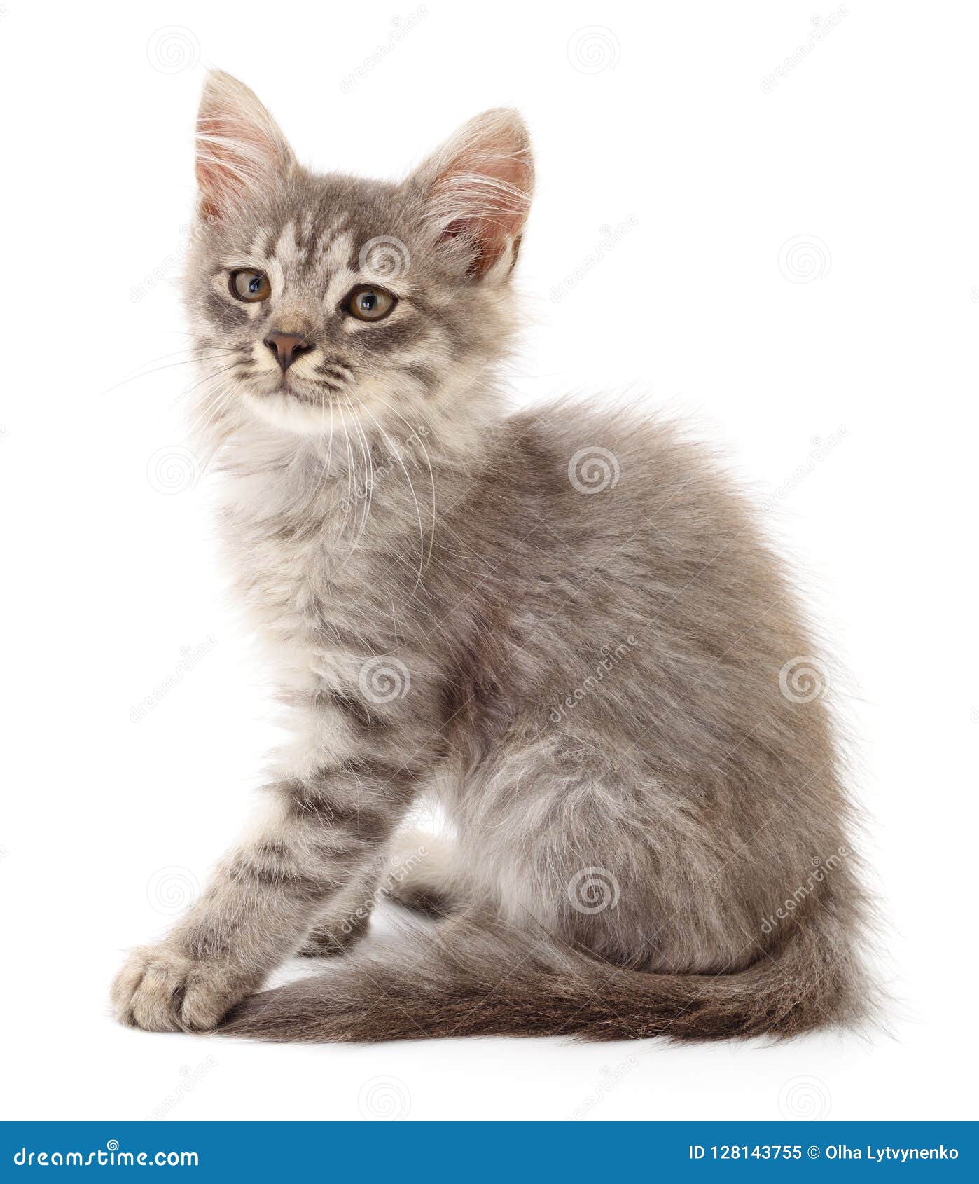 Small gray kitten. stock image. Image of pets, cats - 128143755