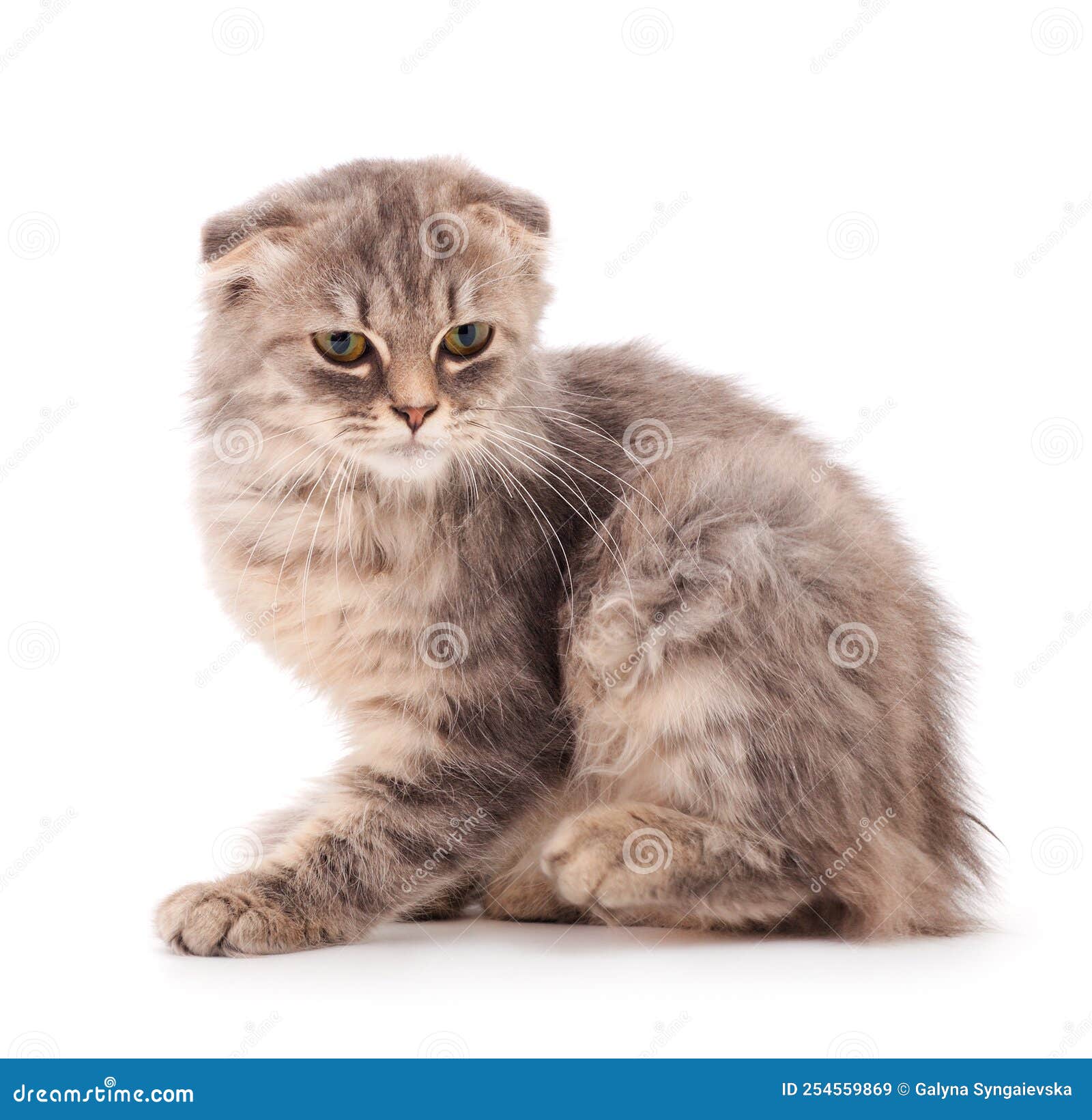 Small gray kitten stock image. Image of studio, beautiful - 254559869