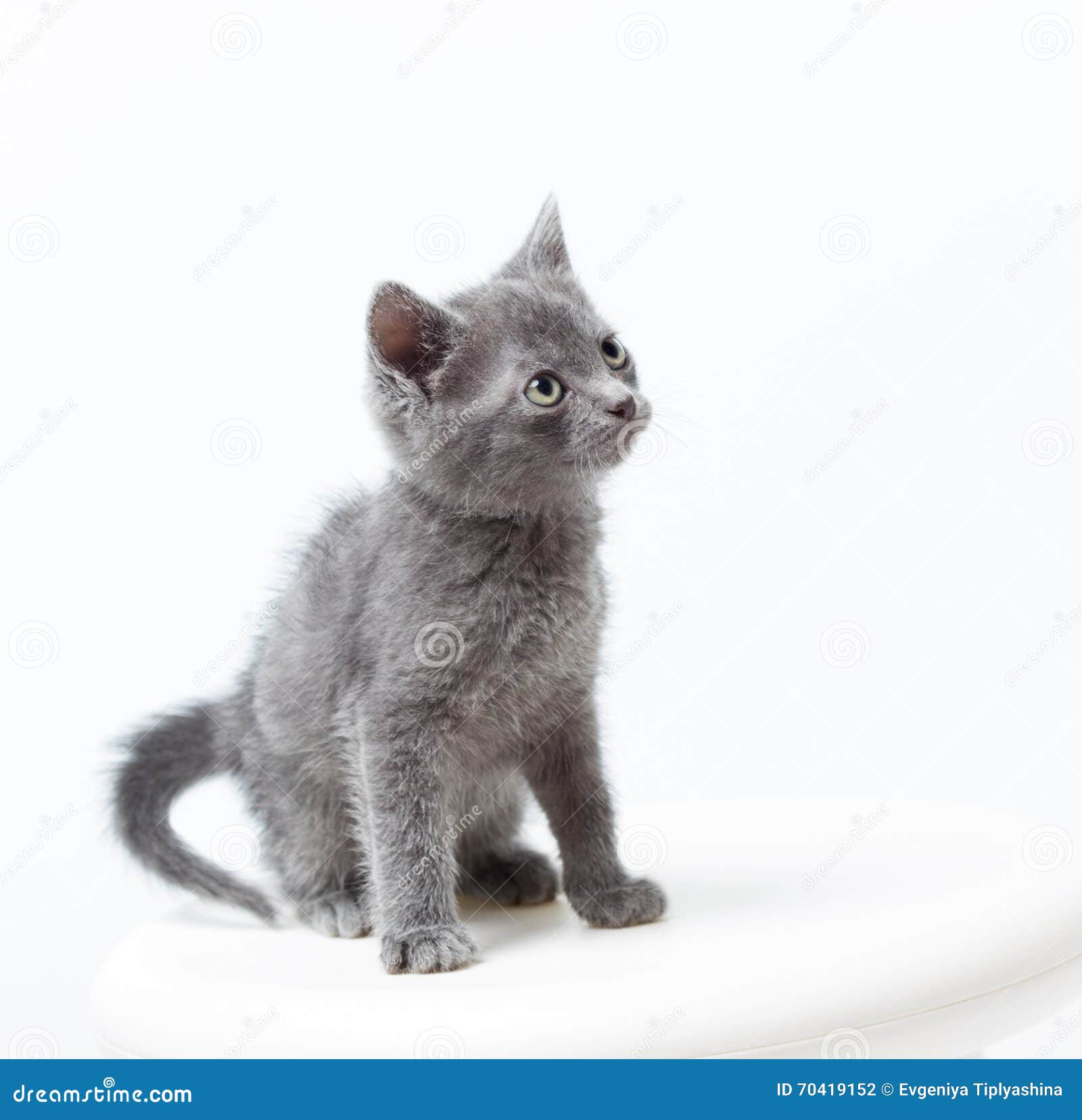 Small gray kitten stock photo. Image of young, adorable - 70419152