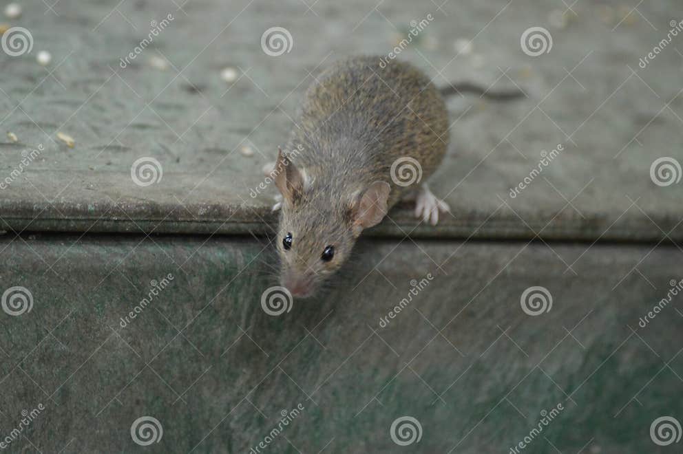 A Small Gray Mouse on the Gorund Stock Image - Image of nature, ground ...